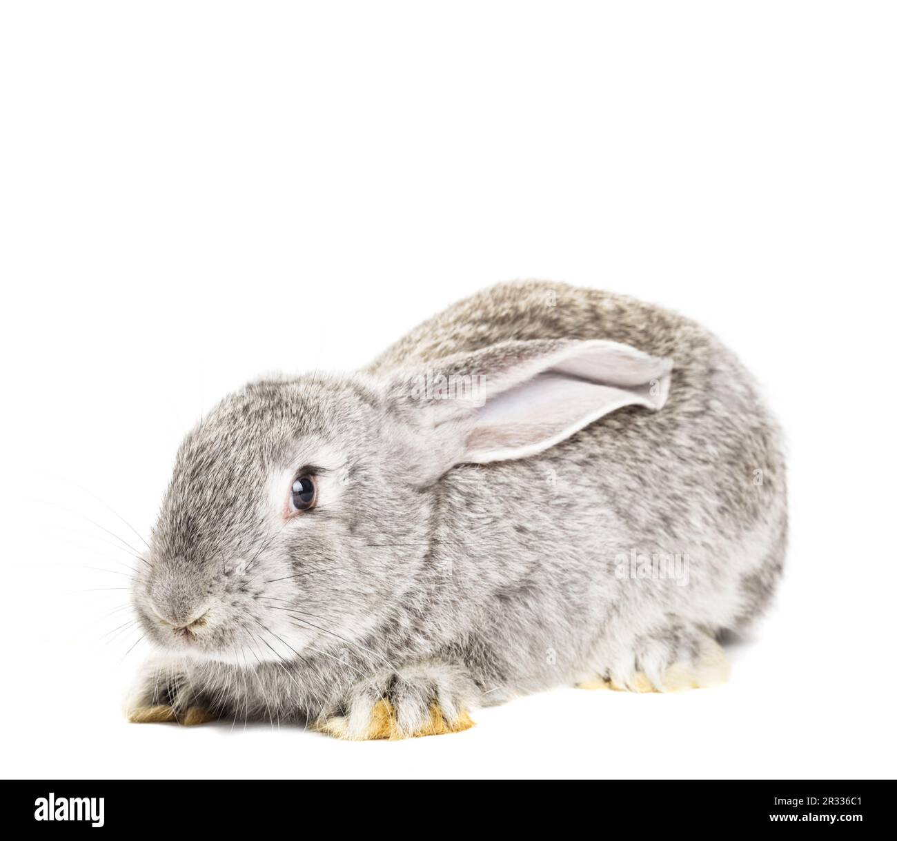 Cute grey rabbit Stock Photo - Alamy