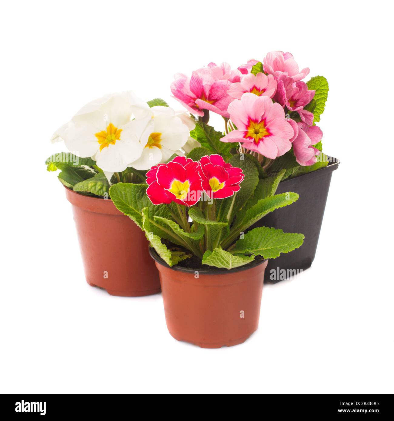 Pink primula pot hi-res stock photography and images - Alamy
