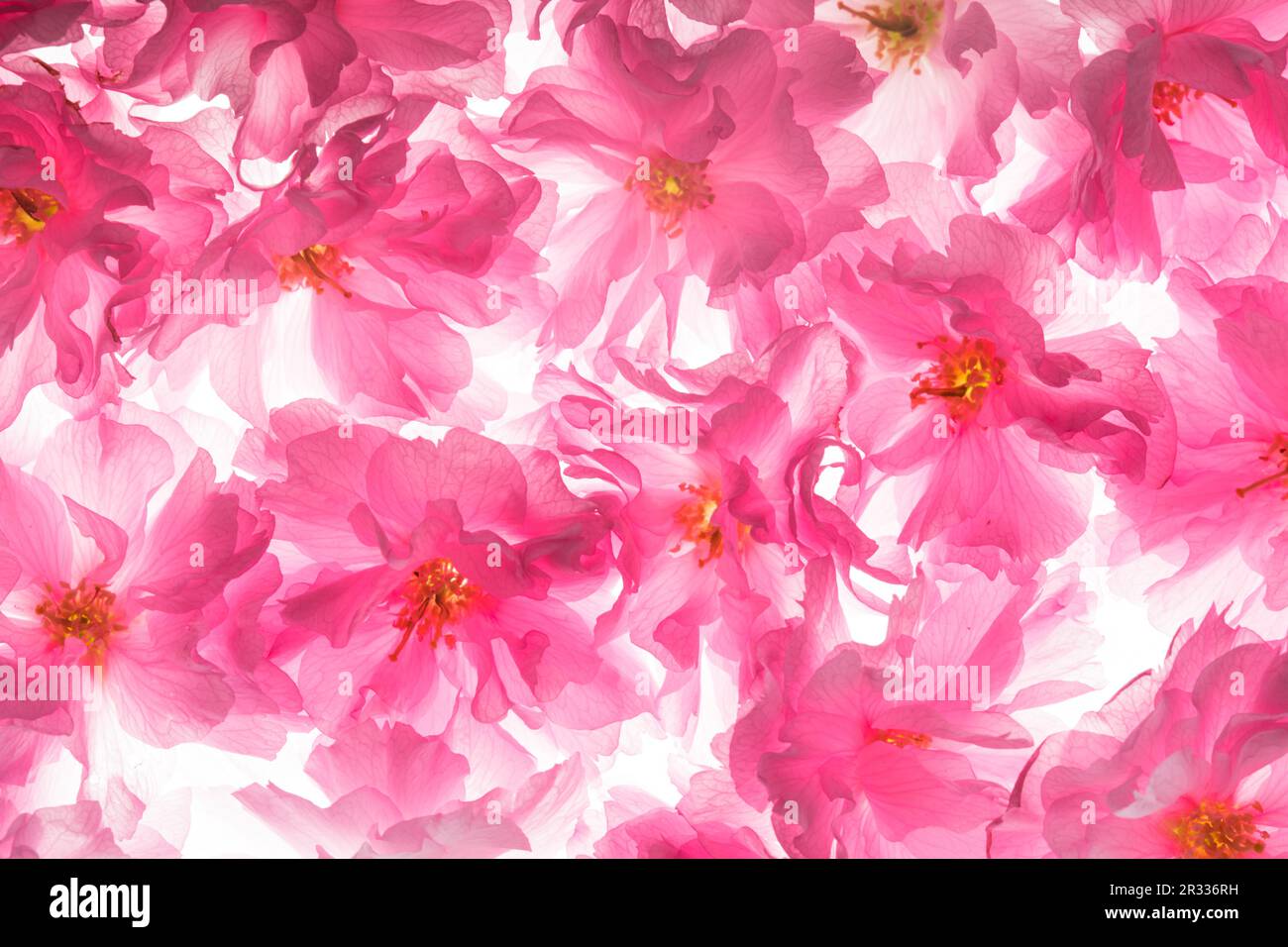 Pastel abstract background branch sakura hi-res stock photography and ...