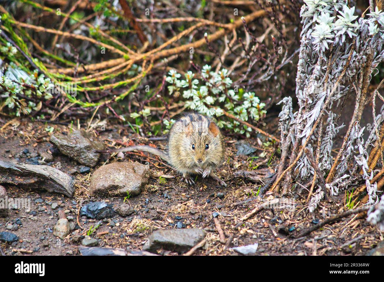 Volcano mouse hi-res stock photography and images - Alamy