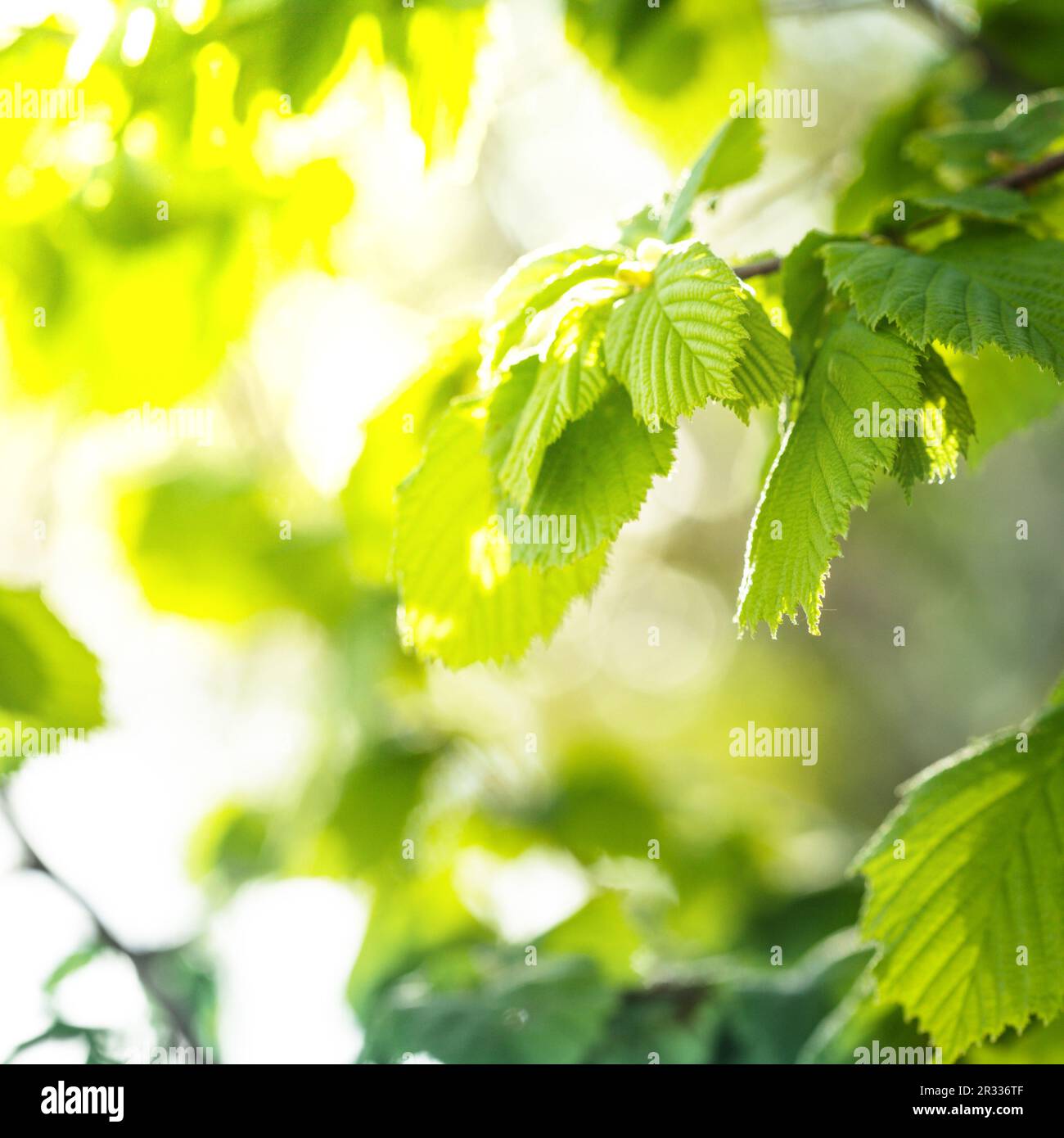 Closeup fresh green leaves backlight hi-res stock photography and ...