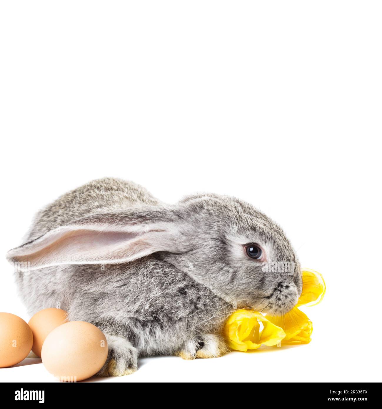 Cute red rabbits easter hi-res stock photography and images - Alamy