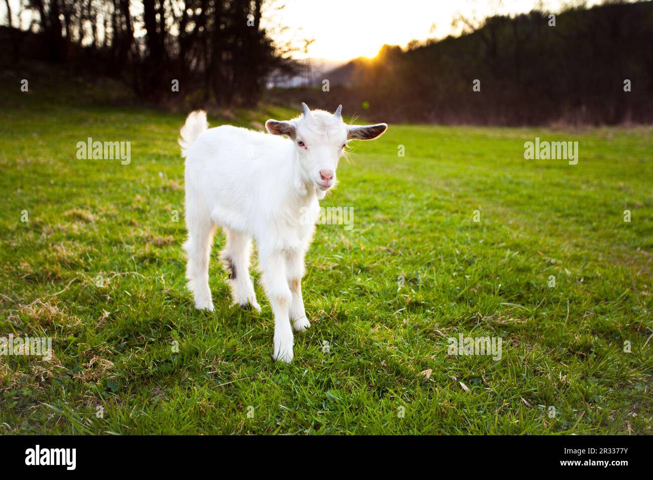 Kid goatling hi-res stock photography and images - Alamy
