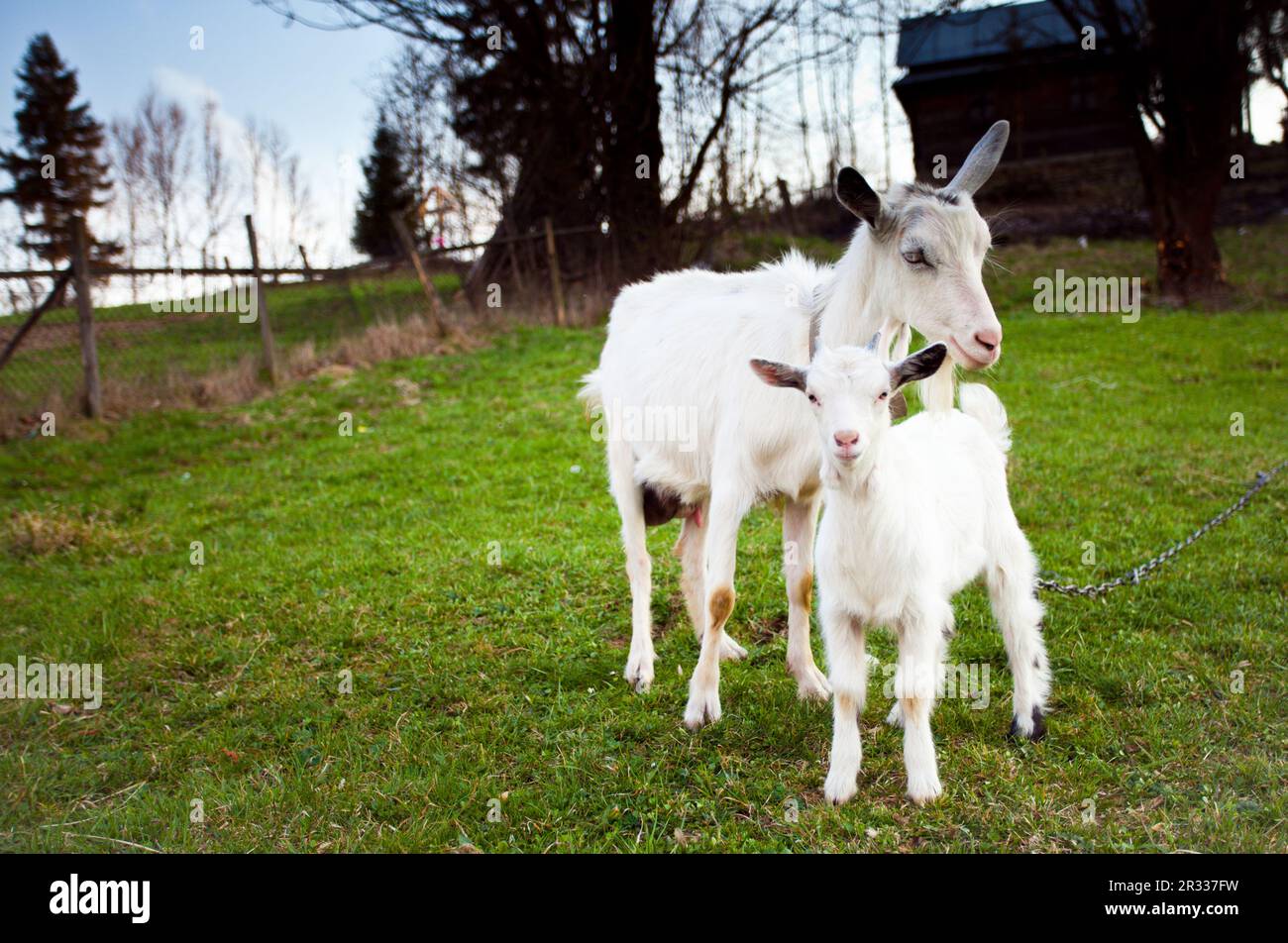 Goat and goatling hi-res stock photography and images - Alamy