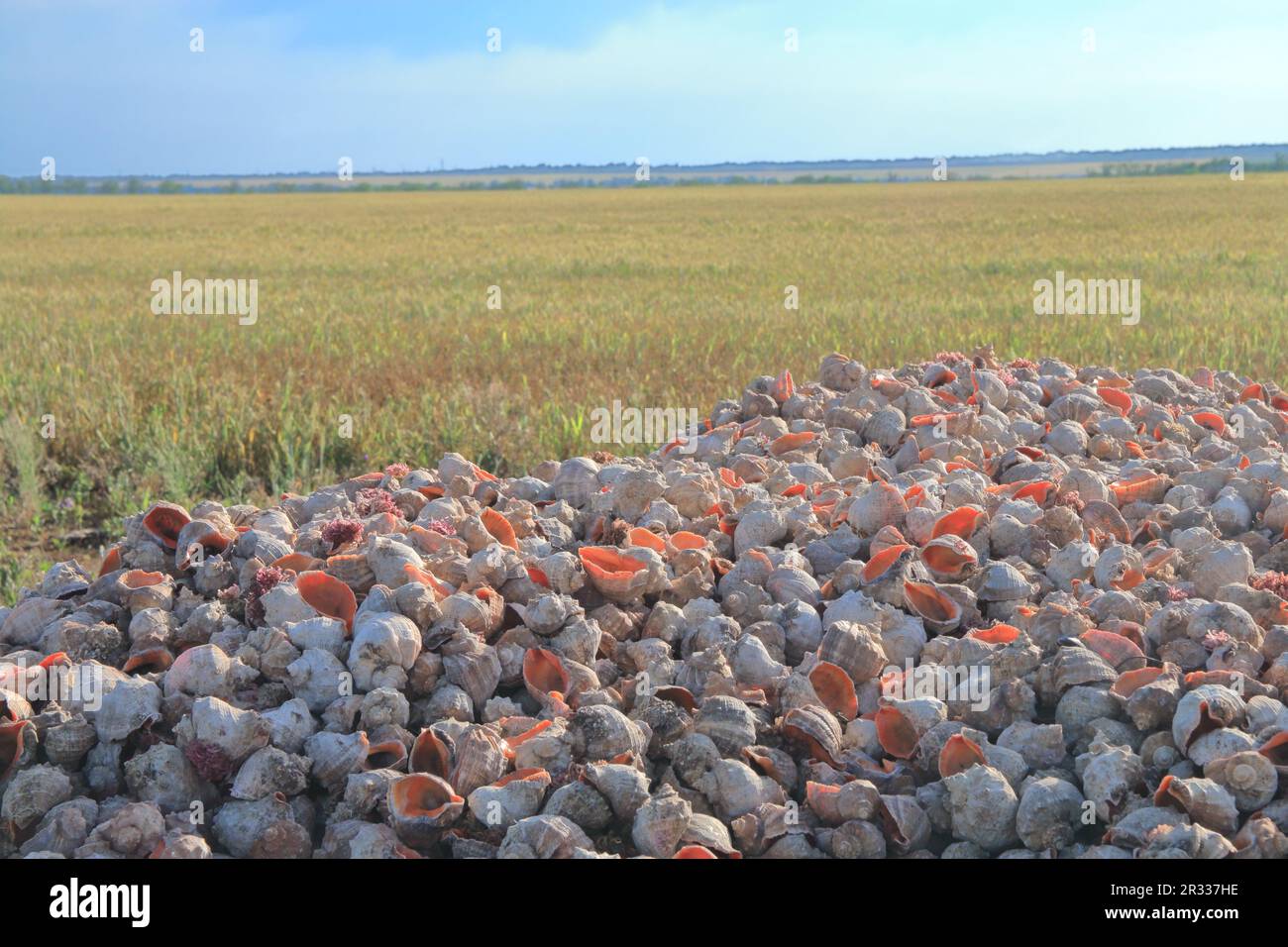 The photo was taken in Odessa region in Ukraine. The picture shows a ...