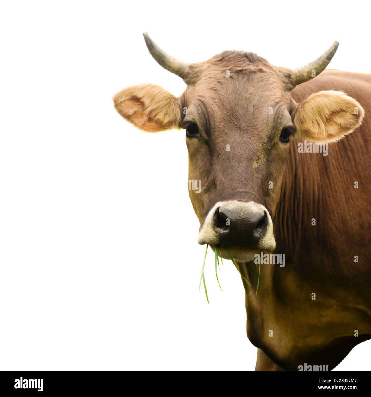 Cow hoof hi-res stock photography and images - Alamy