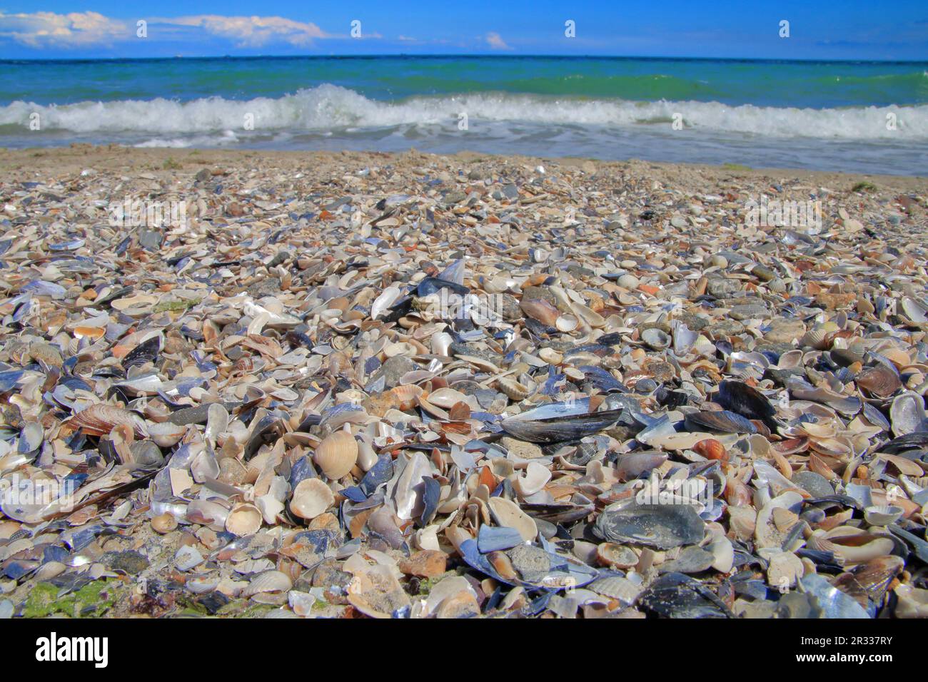 Scenic view various shells hi-res stock photography and images - Alamy
