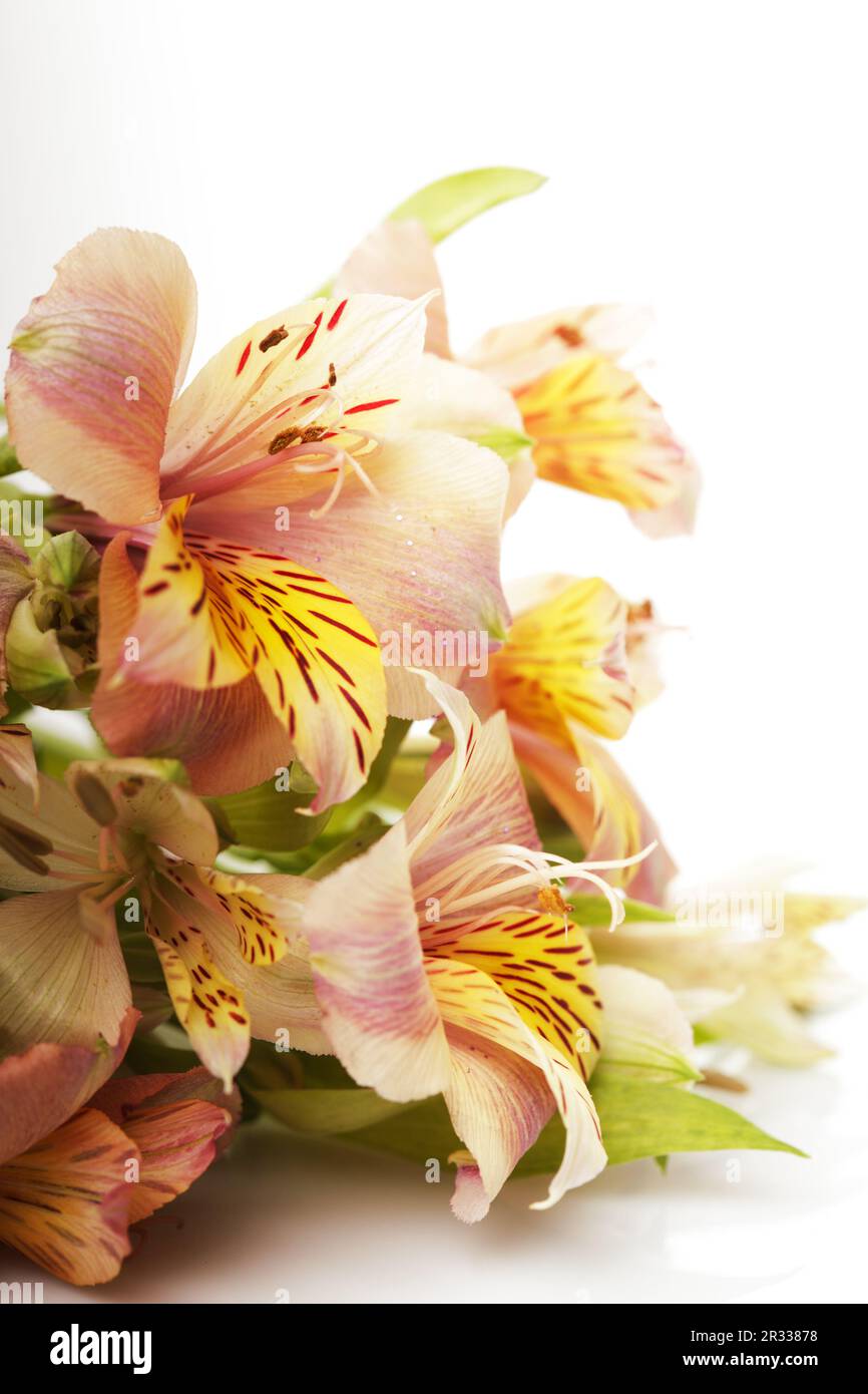 Alstroemeria garden hi-res stock photography and images - Alamy