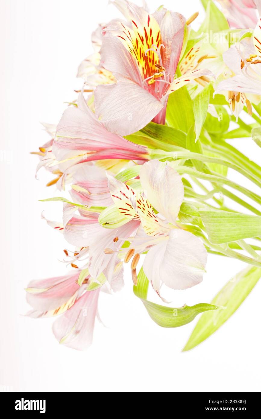 Pink alstroemeria isolated Stock Photo - Alamy