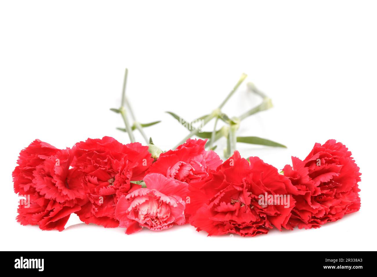 Decorative carnation flowers hi-res stock photography and images - Alamy