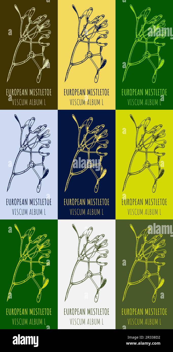Set of drawing of COMMON MISTLETOE in various colors. Hand drawn ...