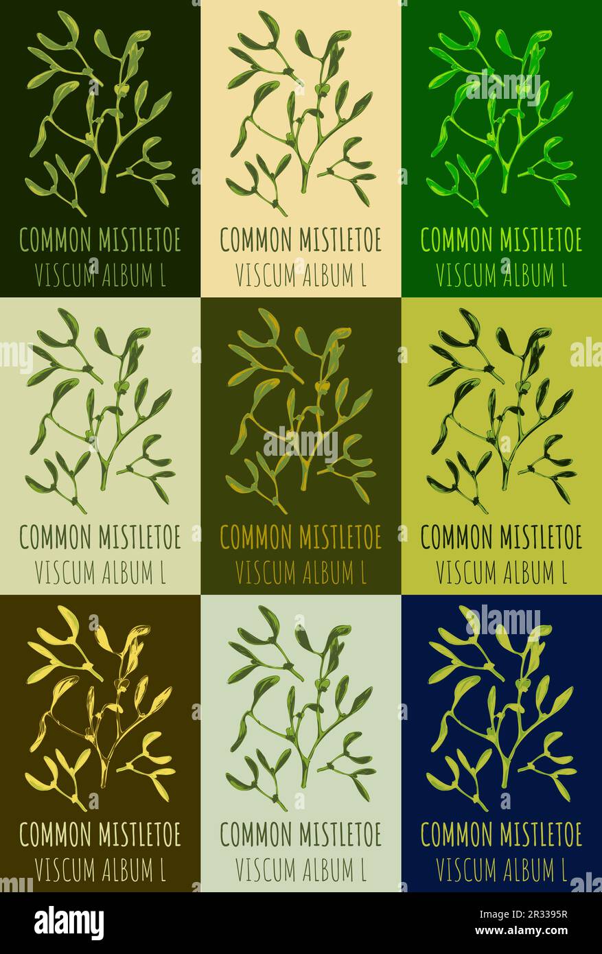 Set of drawing of COMMON MISTLETOE in various colors. Hand drawn ...