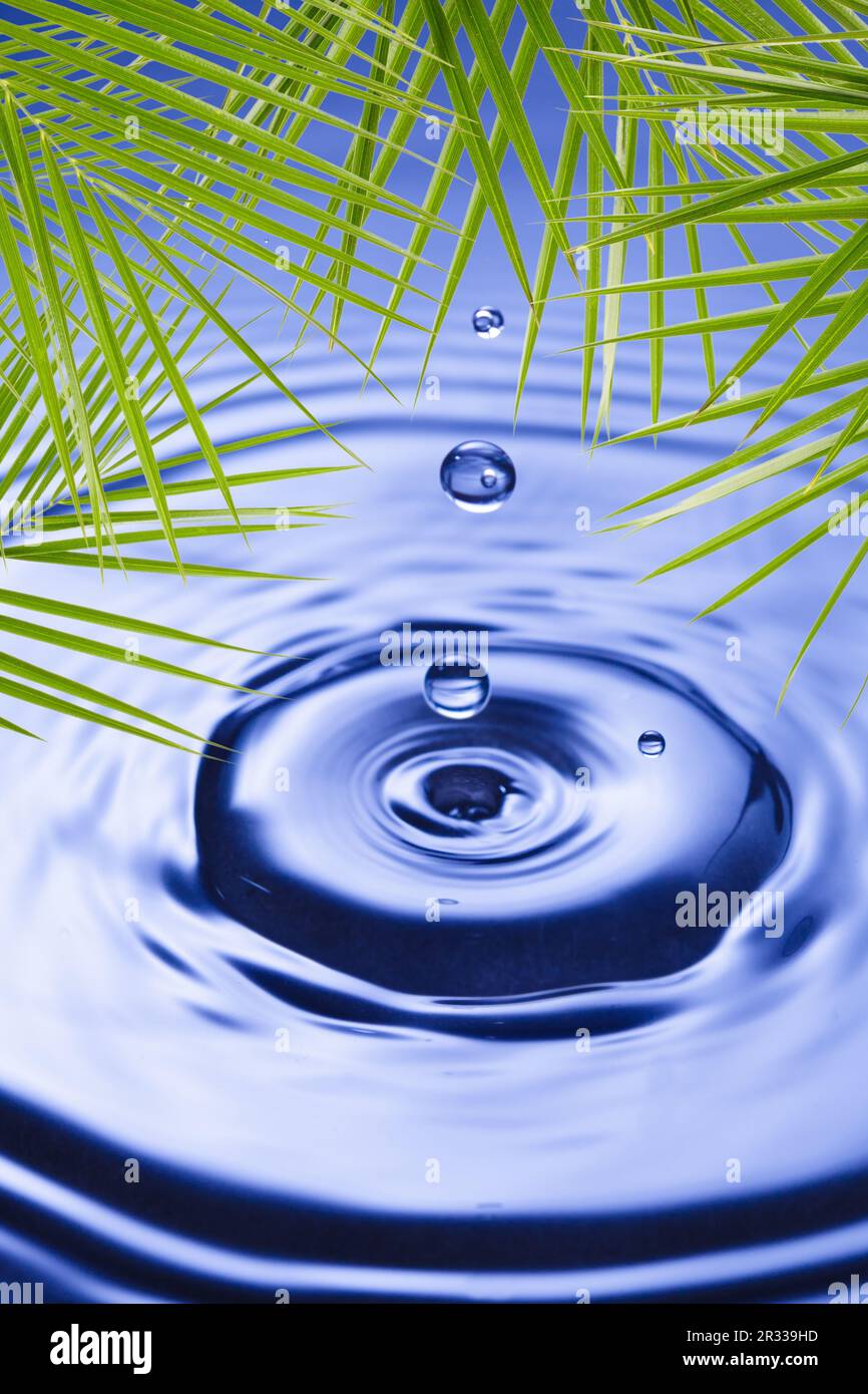 Palm leaves over water Stock Photo - Alamy