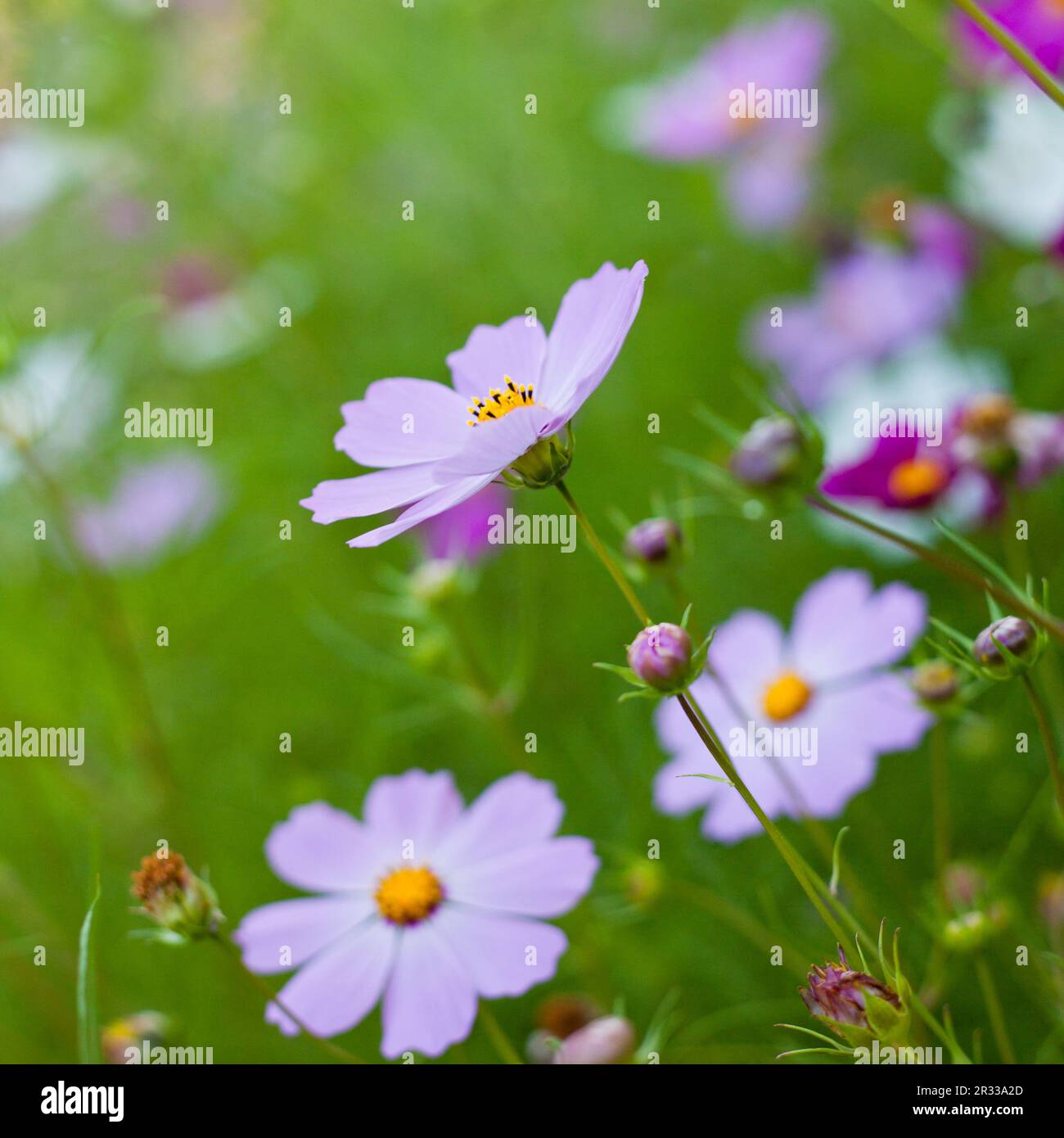Cosmos flower with landscape hi-res stock photography and images - Alamy