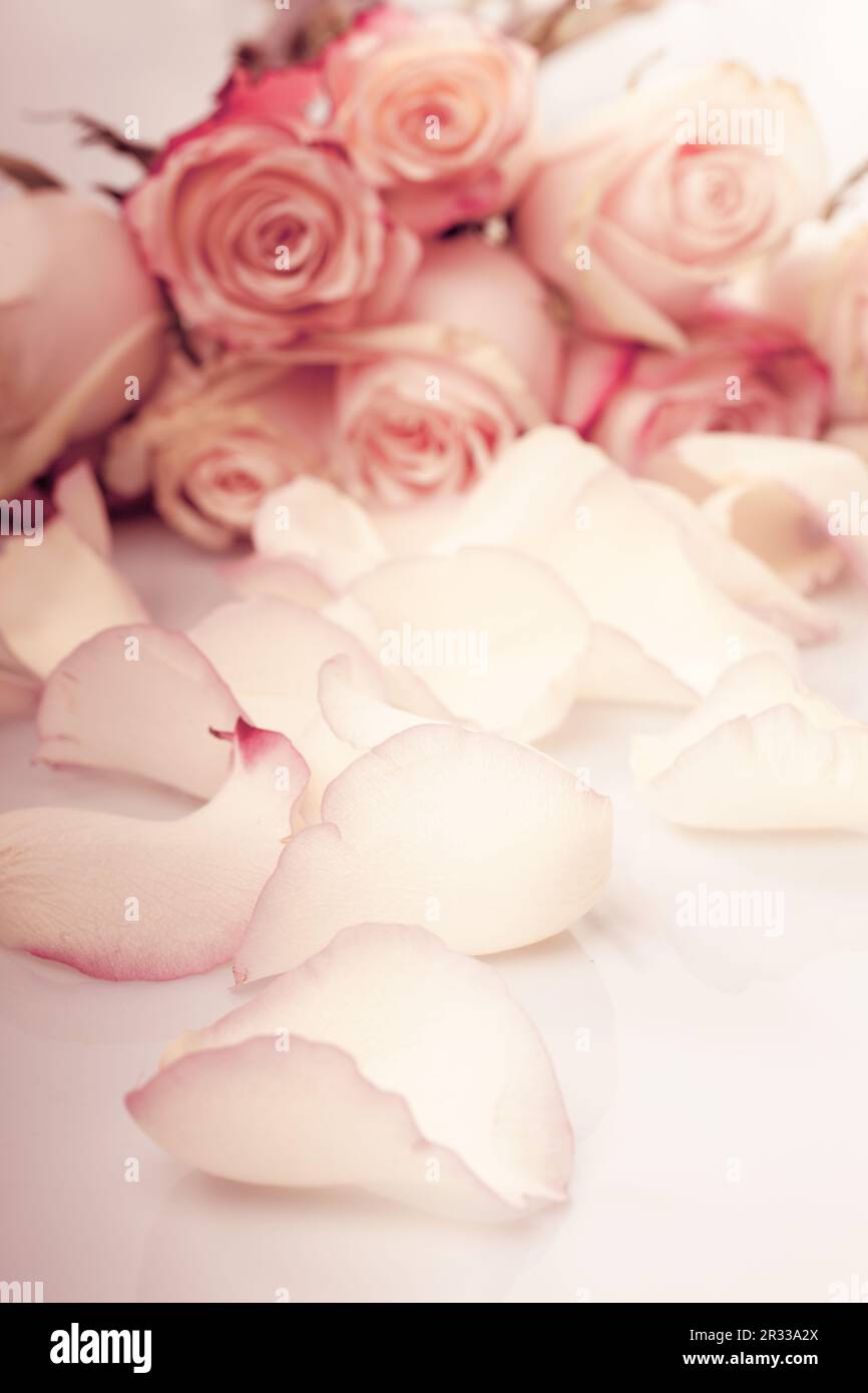Pink roses petals Stock Photo - Alamy