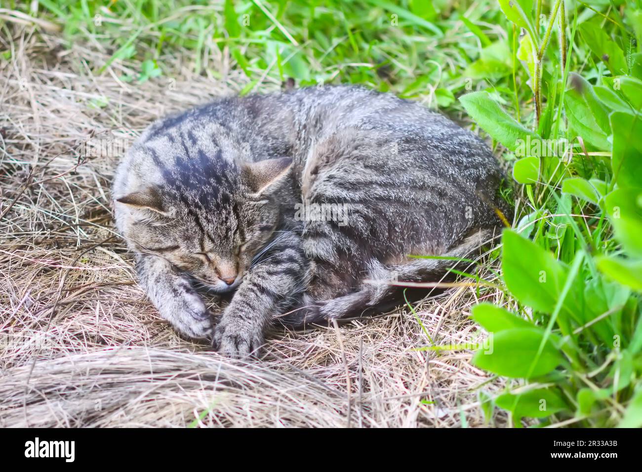Little kitten sleeping outdoors hi-res stock photography and images - Alamy