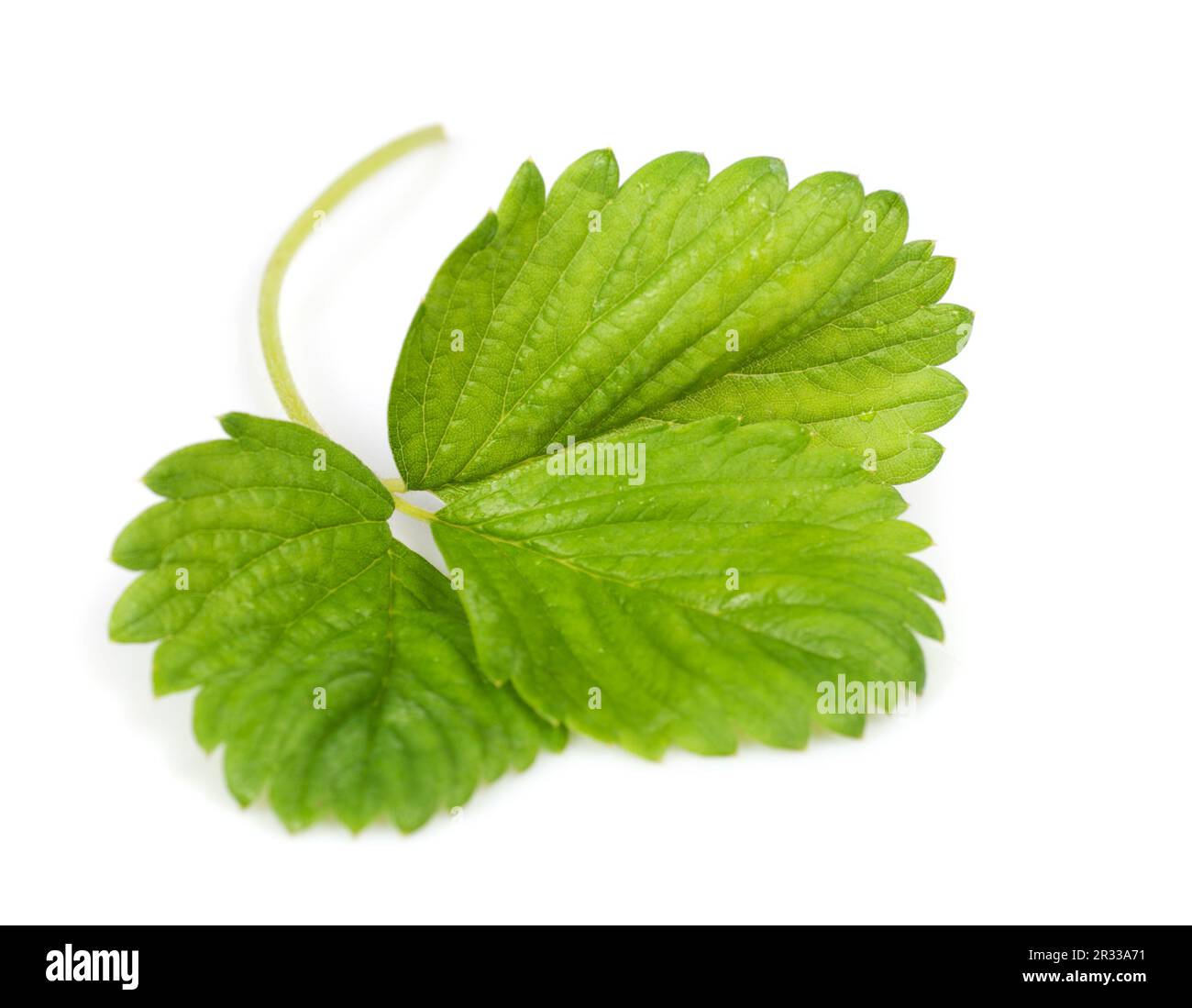 Strawberry leaf hi-res stock photography and images - Alamy