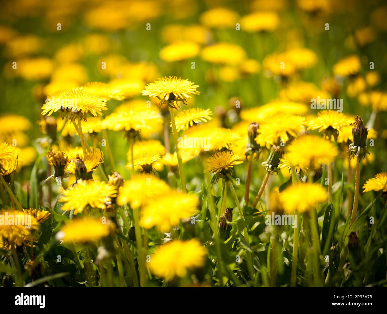 Blooming dandelion field hi-res stock photography and images - Alamy