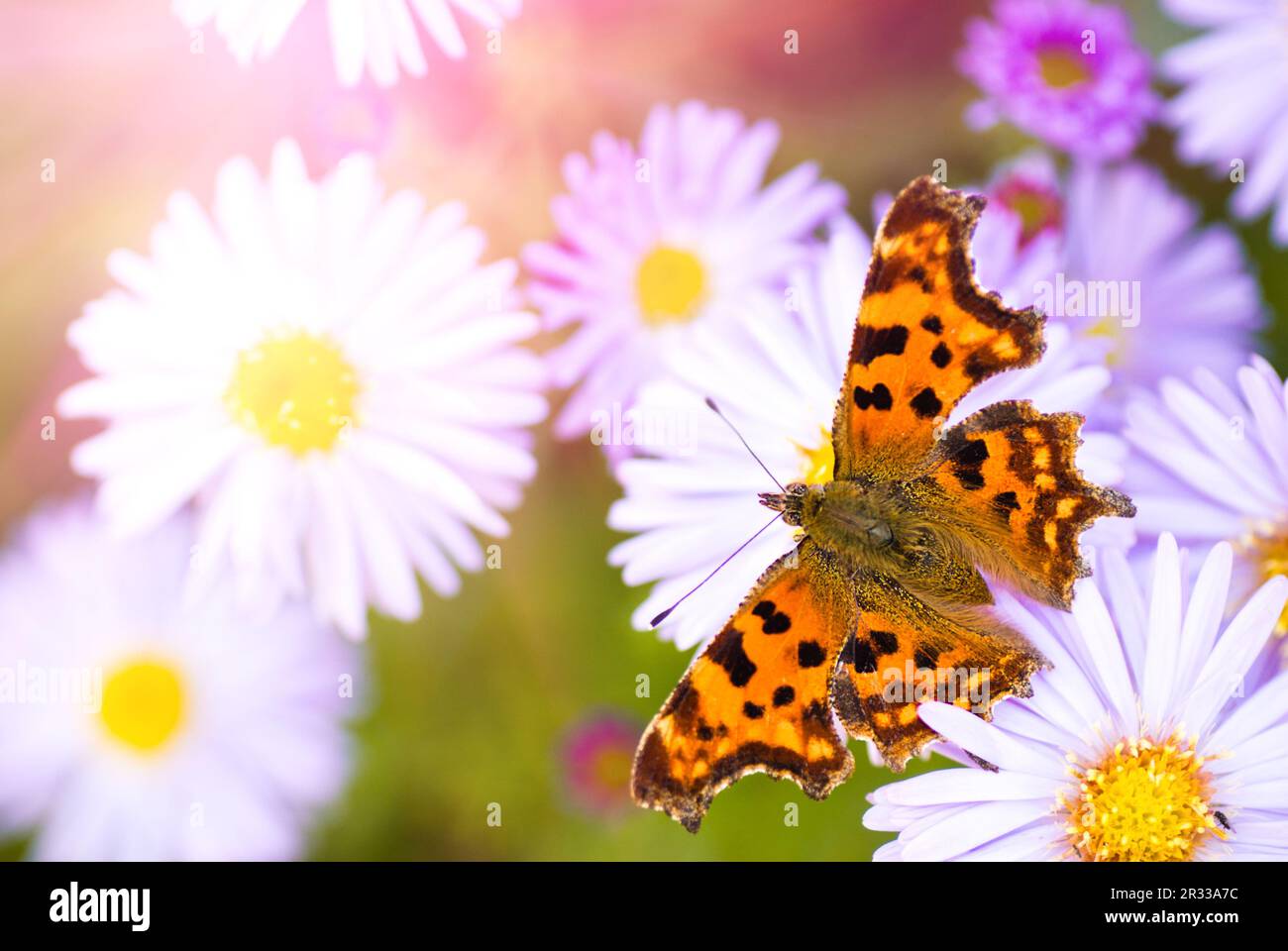 Pink oxeye daisy flowers hi-res stock photography and images - Alamy
