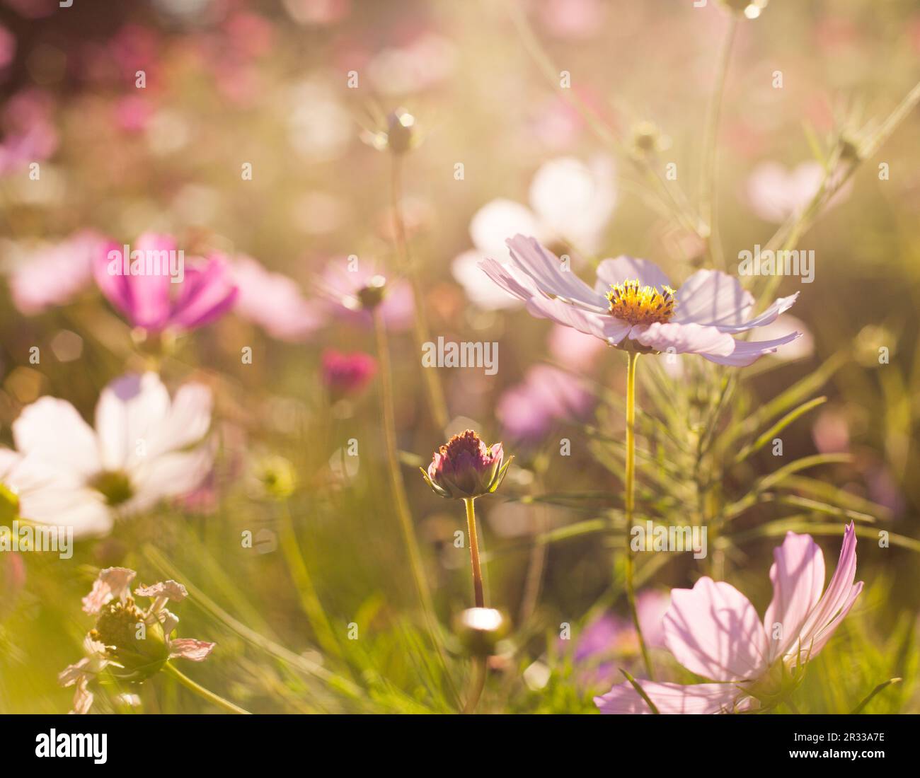 Beautiful cosmos flower sunrise hi-res stock photography and images - Alamy