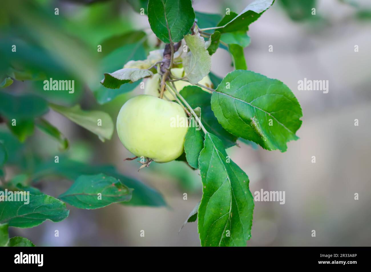 Apple tree with apples on branch Stock Photo - Alamy