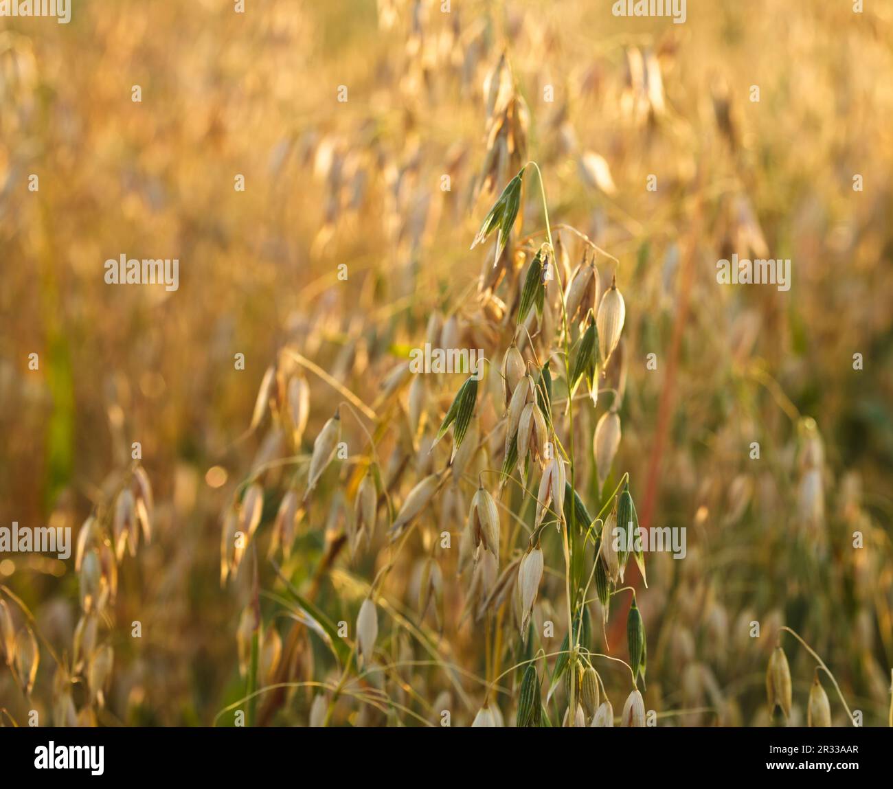 Oat in the field Stock Photo - Alamy