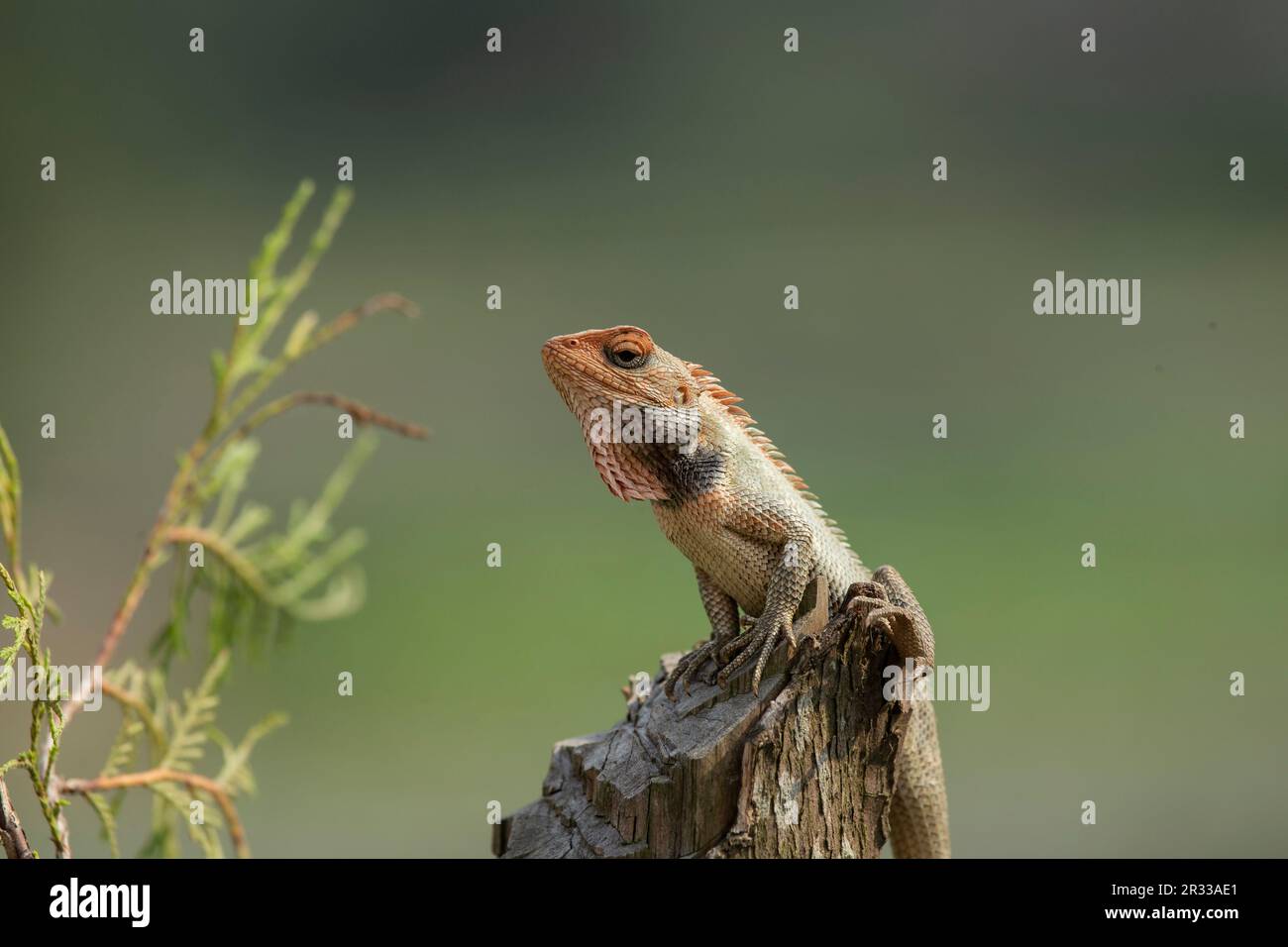 Lalitpur, Nepal. 22nd May, 2023. A lizard is pictured on a chopped tree ...