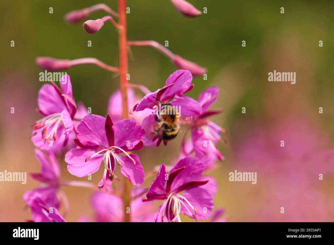 Sally bee hi-res stock photography and images - Alamy