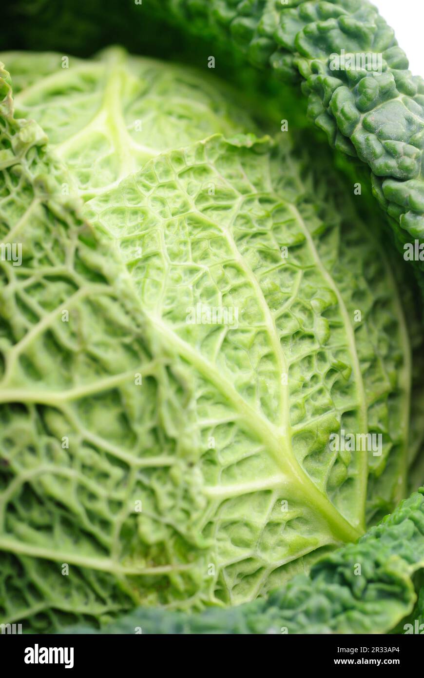 Cabbage leaf texture Stock Photo - Alamy