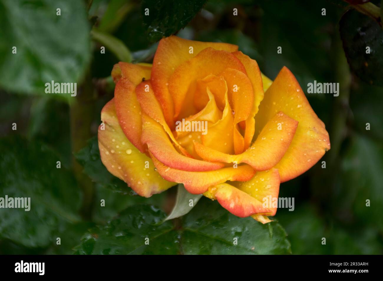 Romantic flower leaves decoration hi-res stock photography and images ...