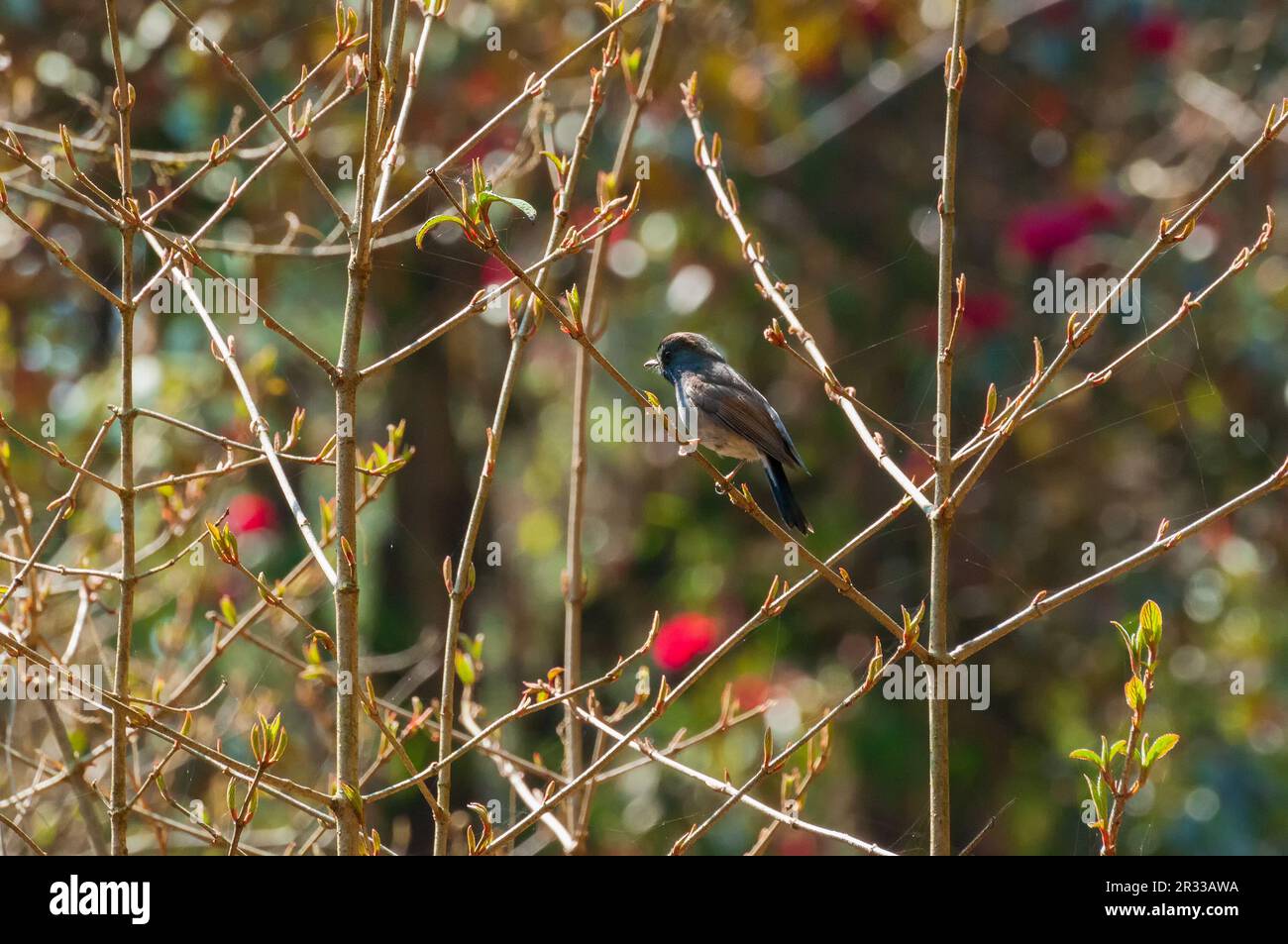 Rufous-gorgeted flycatcher bird, Ficedula strophiata, bird family ...