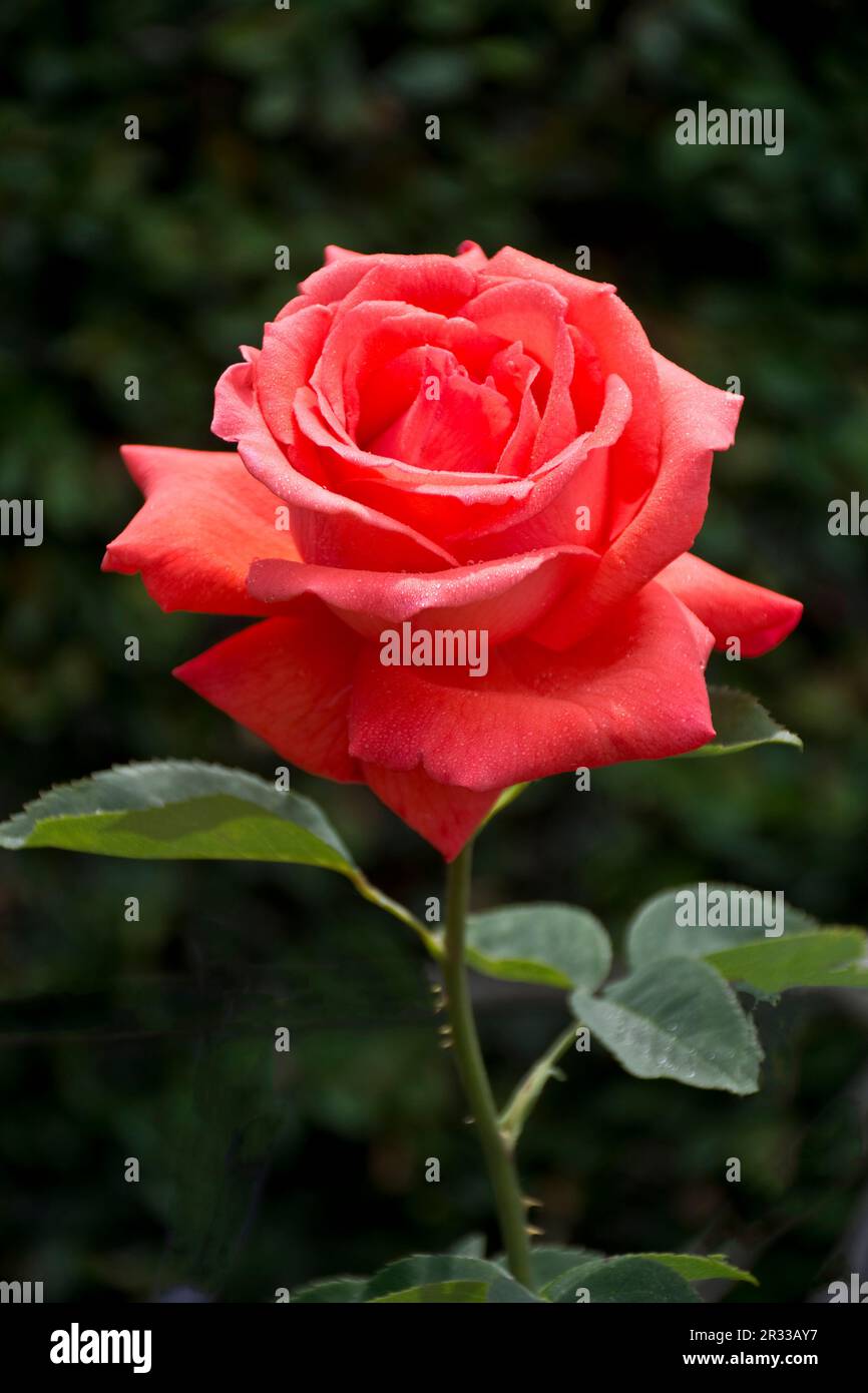 Bouquet salmon pink roses hi-res stock photography and images - Alamy