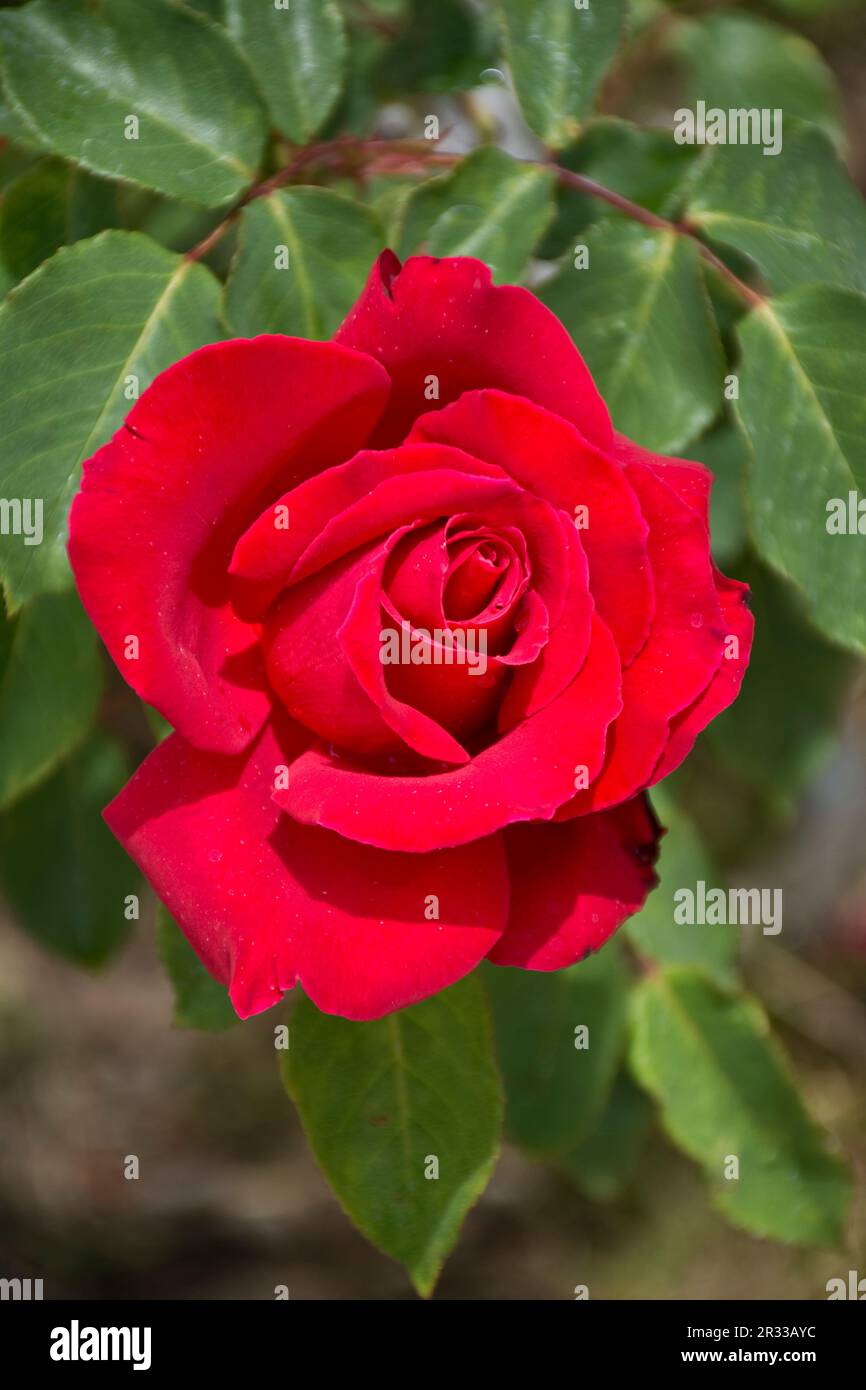 Close-up view of a romantic and elegant red rose flower Stock Photo - Alamy