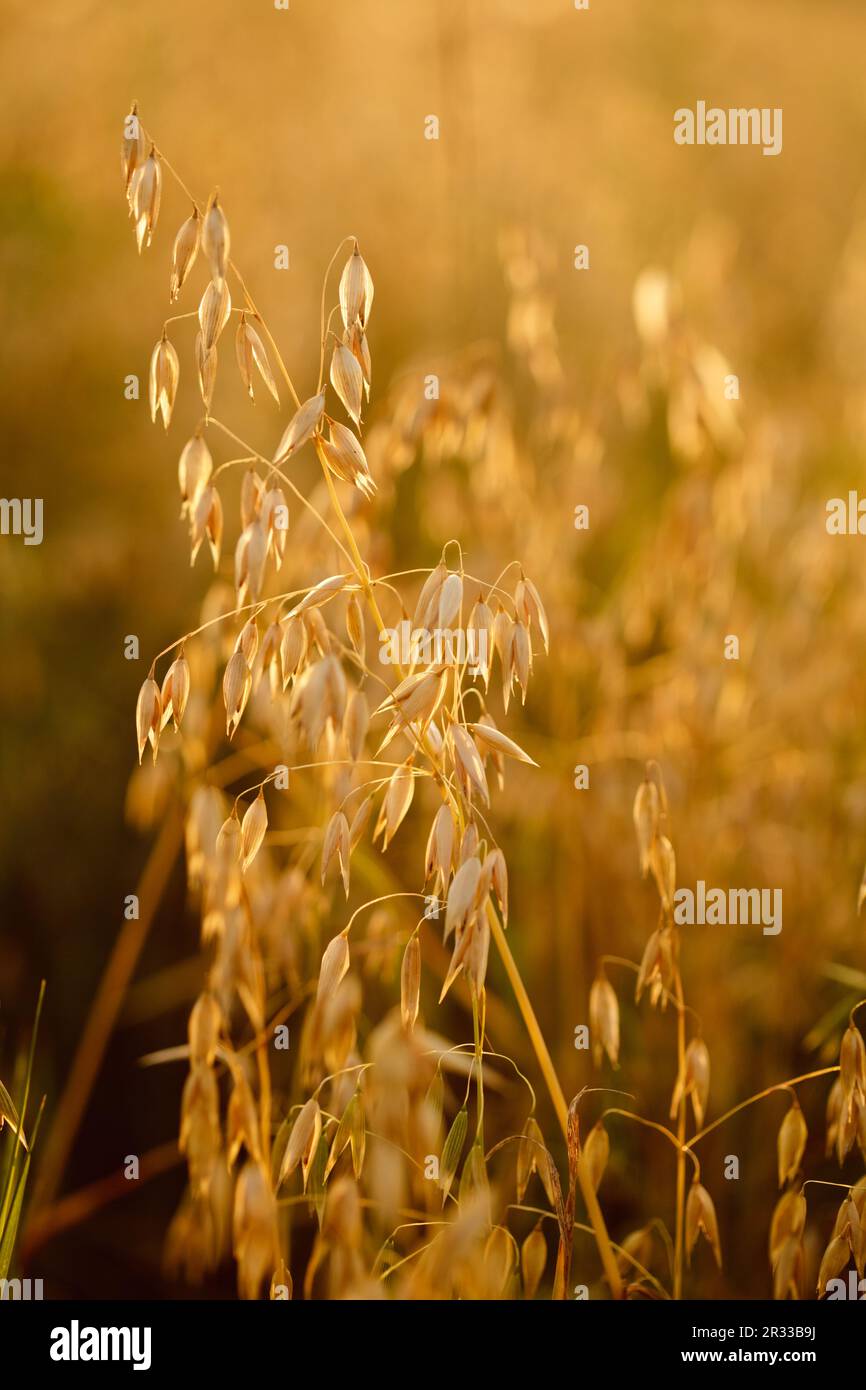 Field health hi-res stock photography and images - Alamy