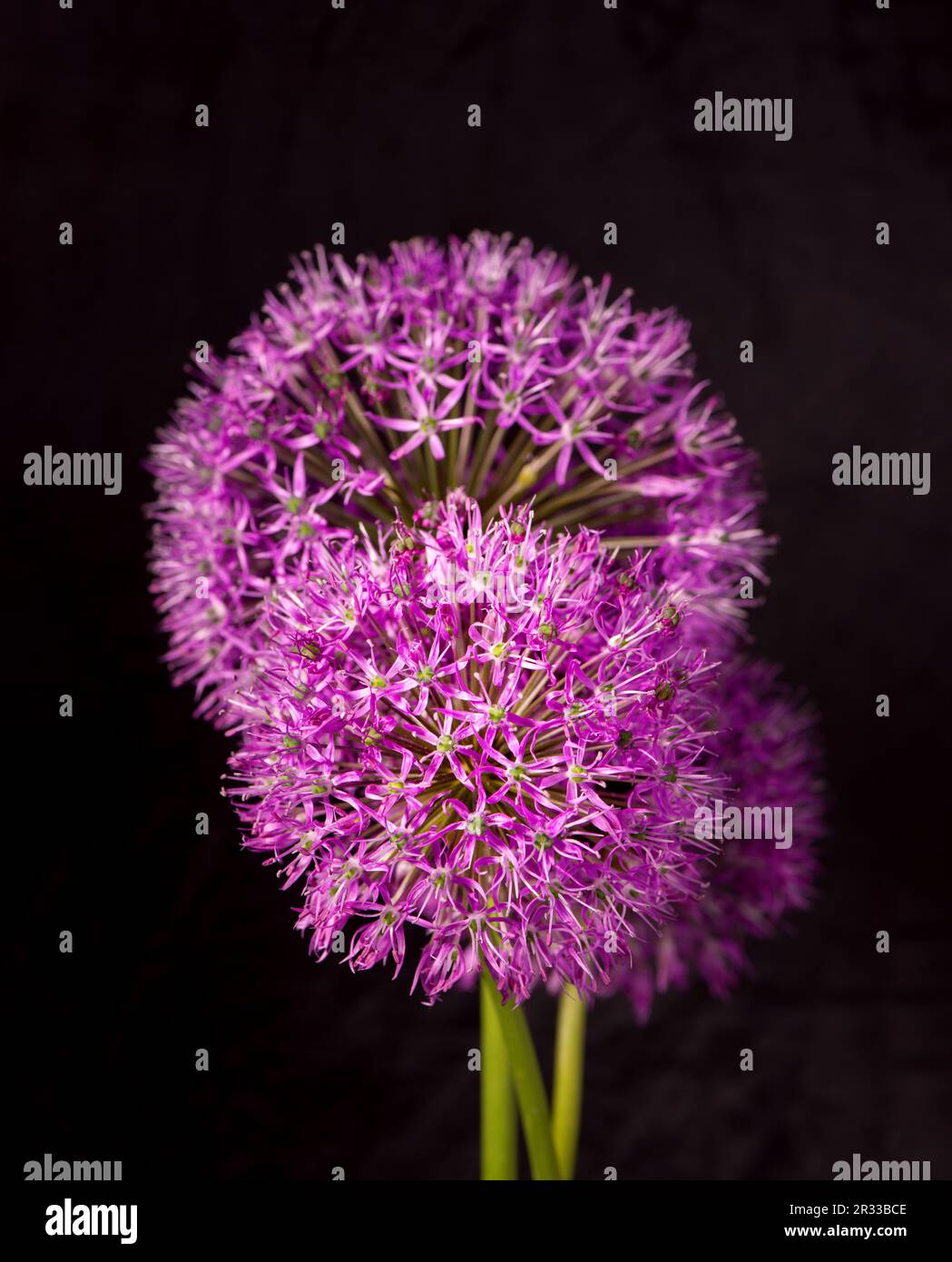 Beautiful Purple Allium Giganteum flower head on a Black background ...