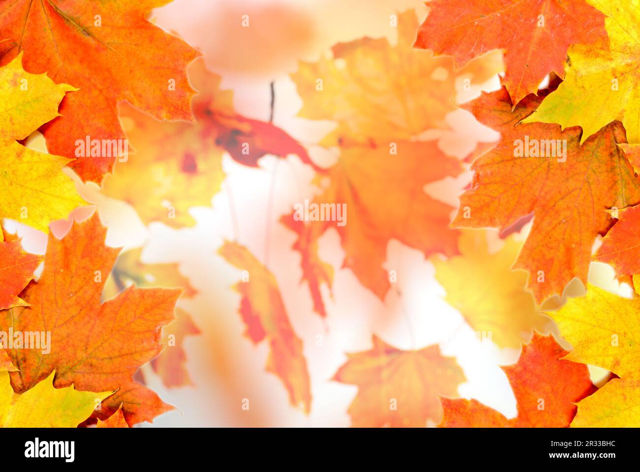 Falling red maple tree leaves hi-res stock photography and images - Alamy