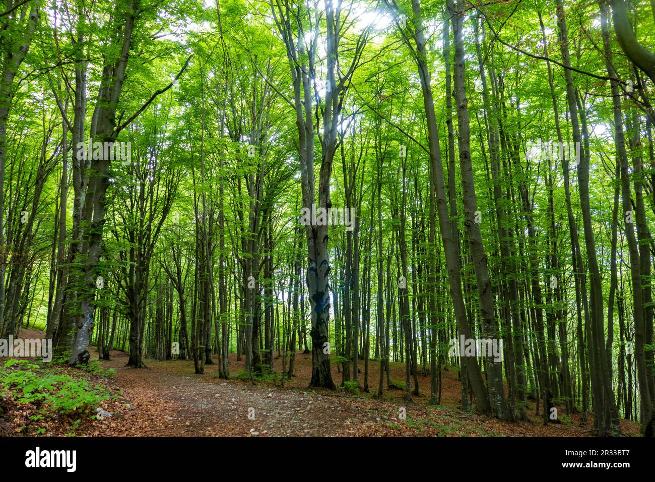 Trees in a forest of the alps Stock Photo - Alamy