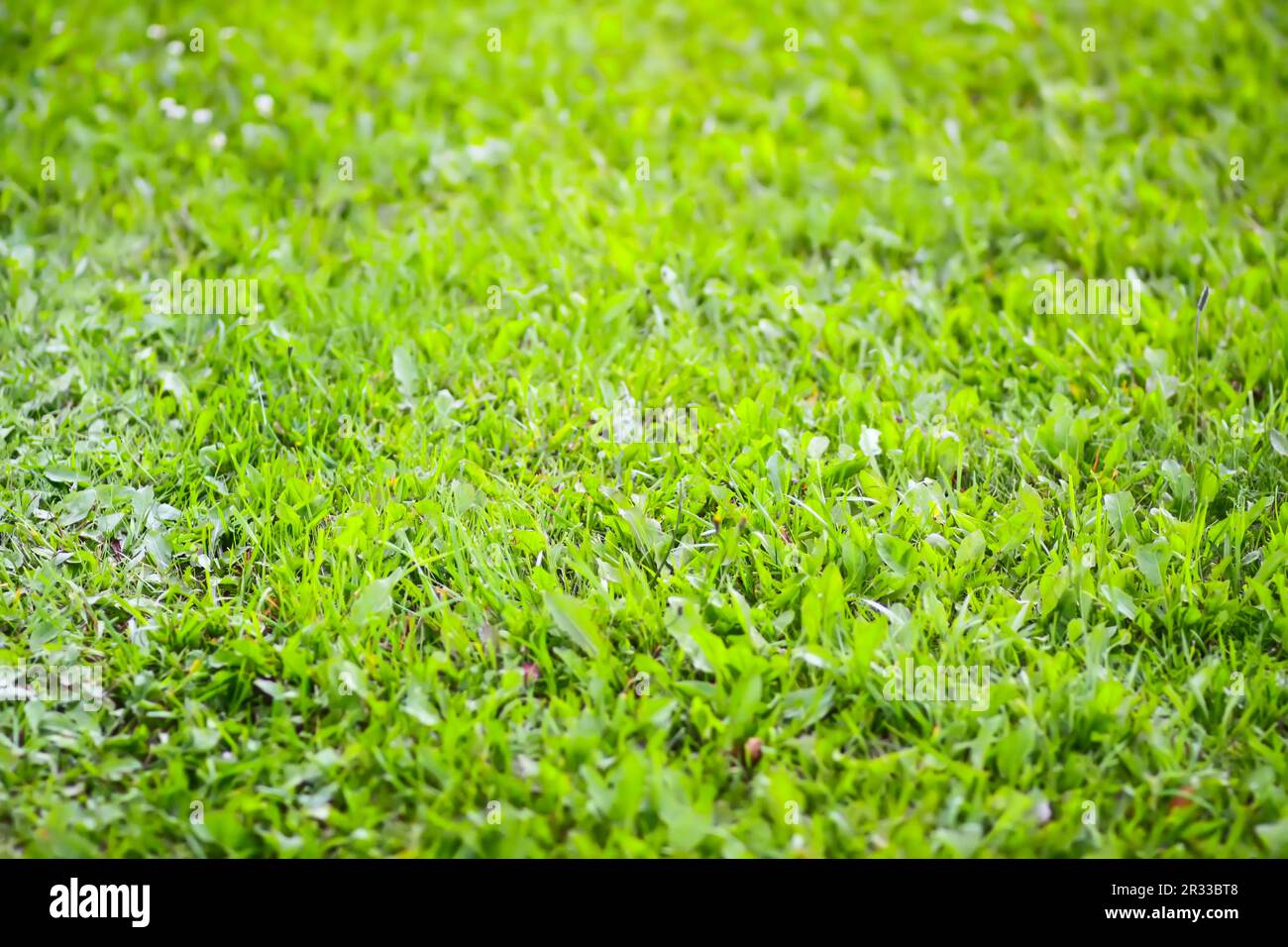 Vegetables grow in the garden in summer. Eco-friendly gardening in the ...