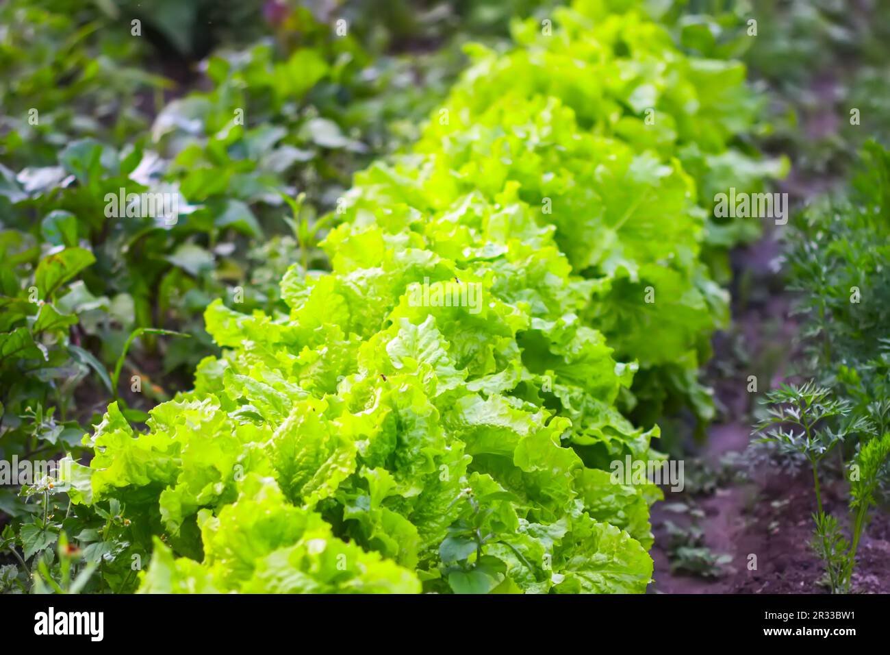 Salad grow in the garden in summer. Eco-friendly gardening in the countryside Stock Photo - Alamy