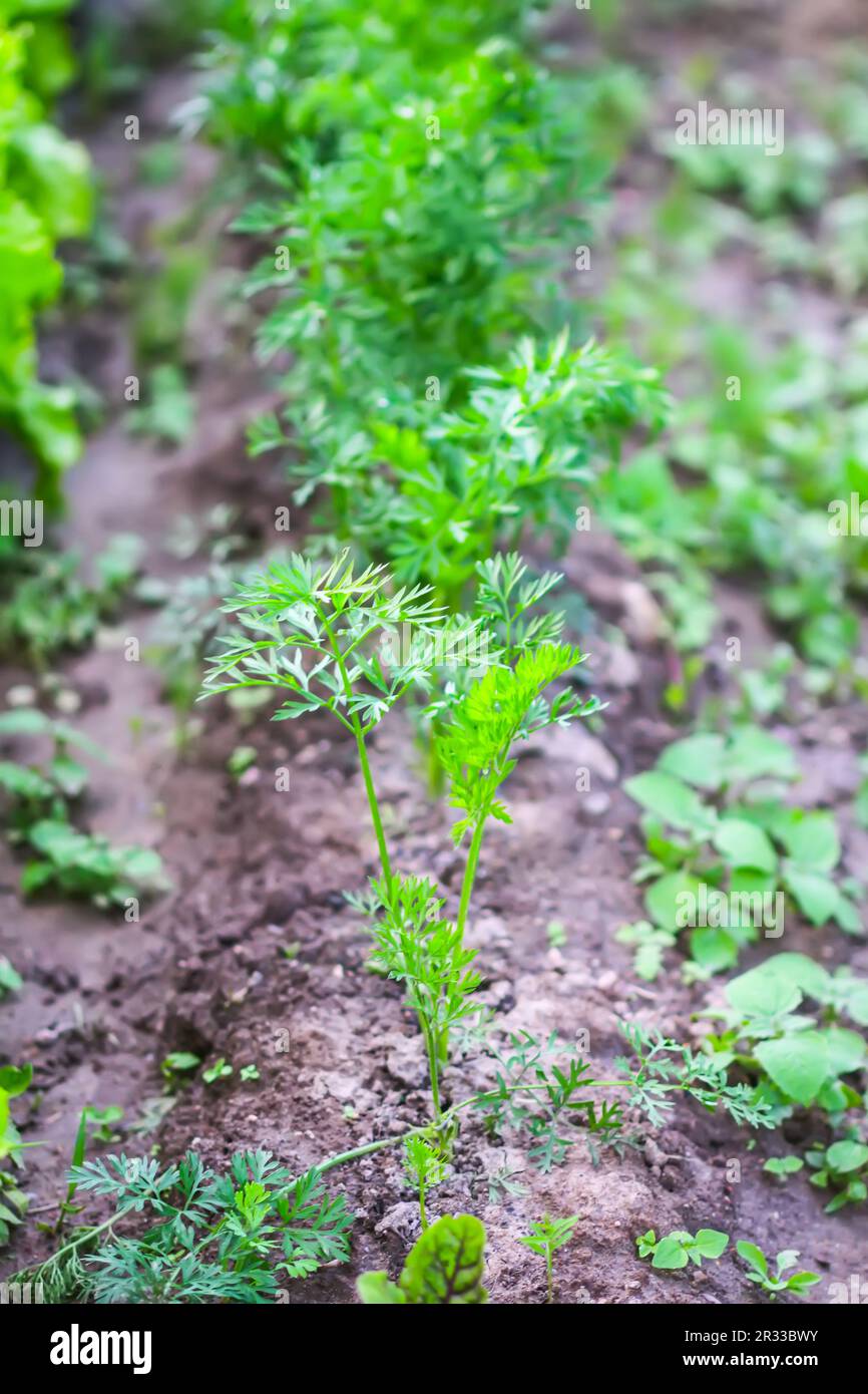 Vegetables grow in the garden in summer. Eco-friendly gardening in the ...