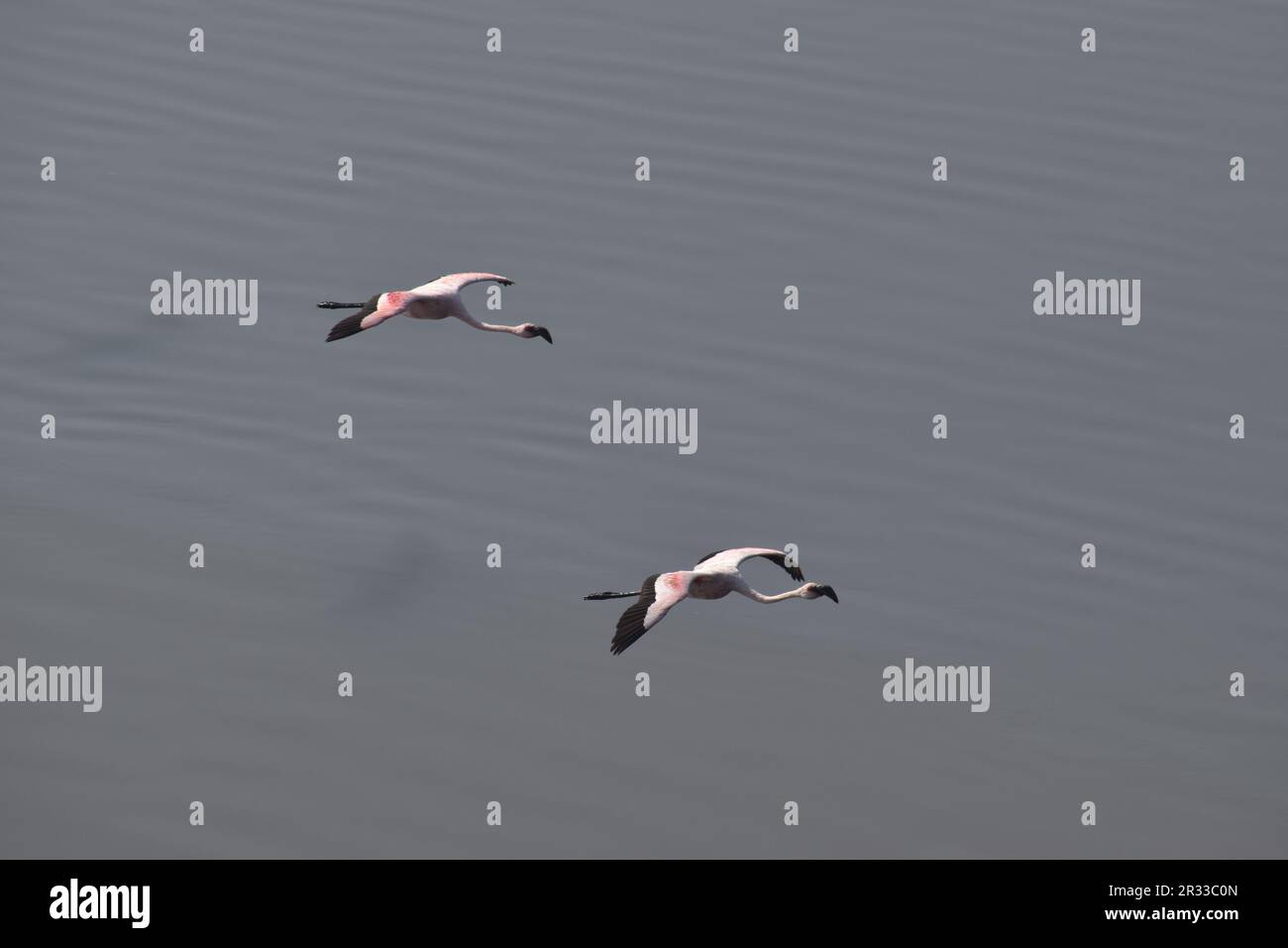 Pair of flamingos hi-res stock photography and images - Alamy
