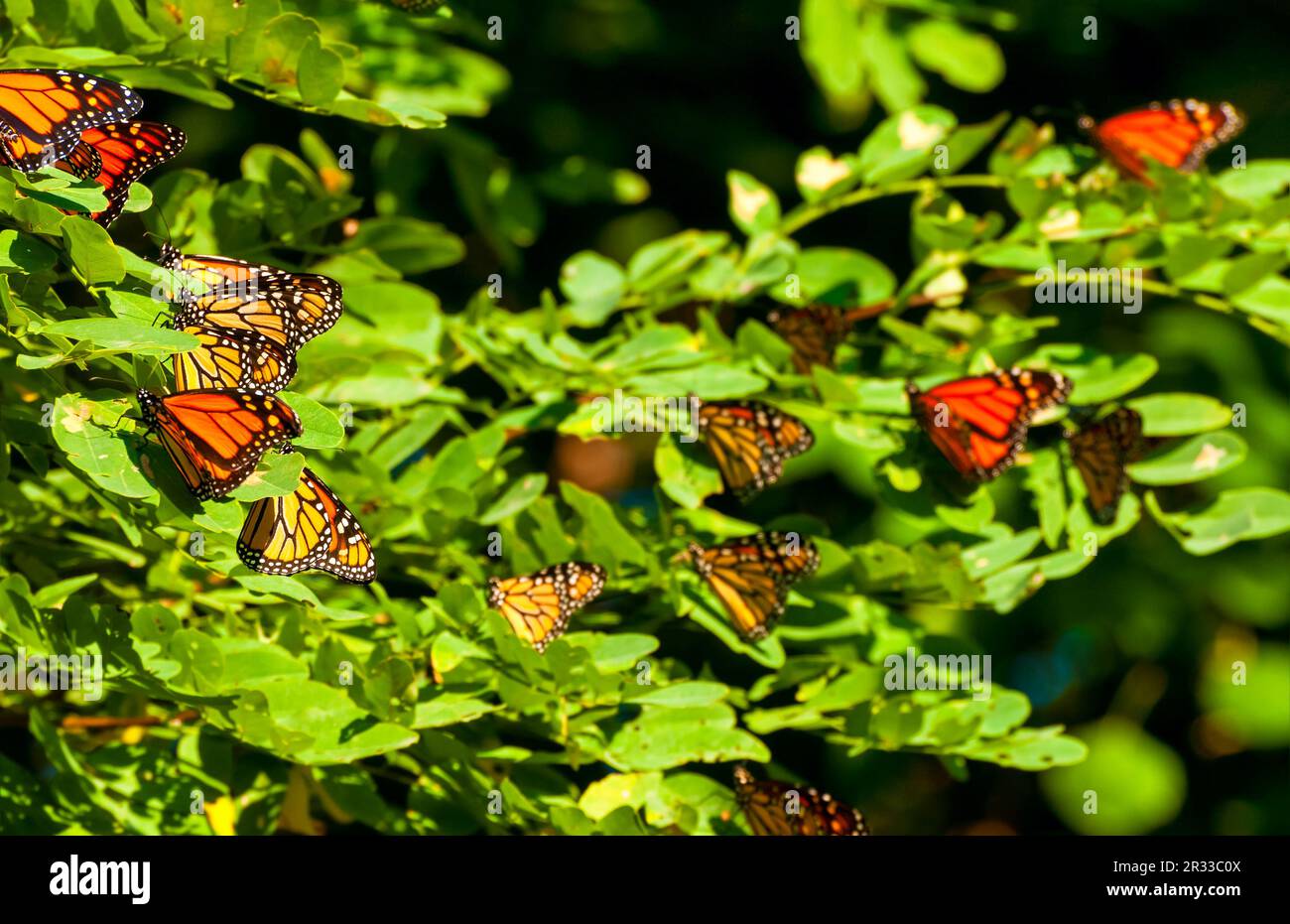 A cluster of monarch butterfles on a branch of a sumac tree in Ohio ...