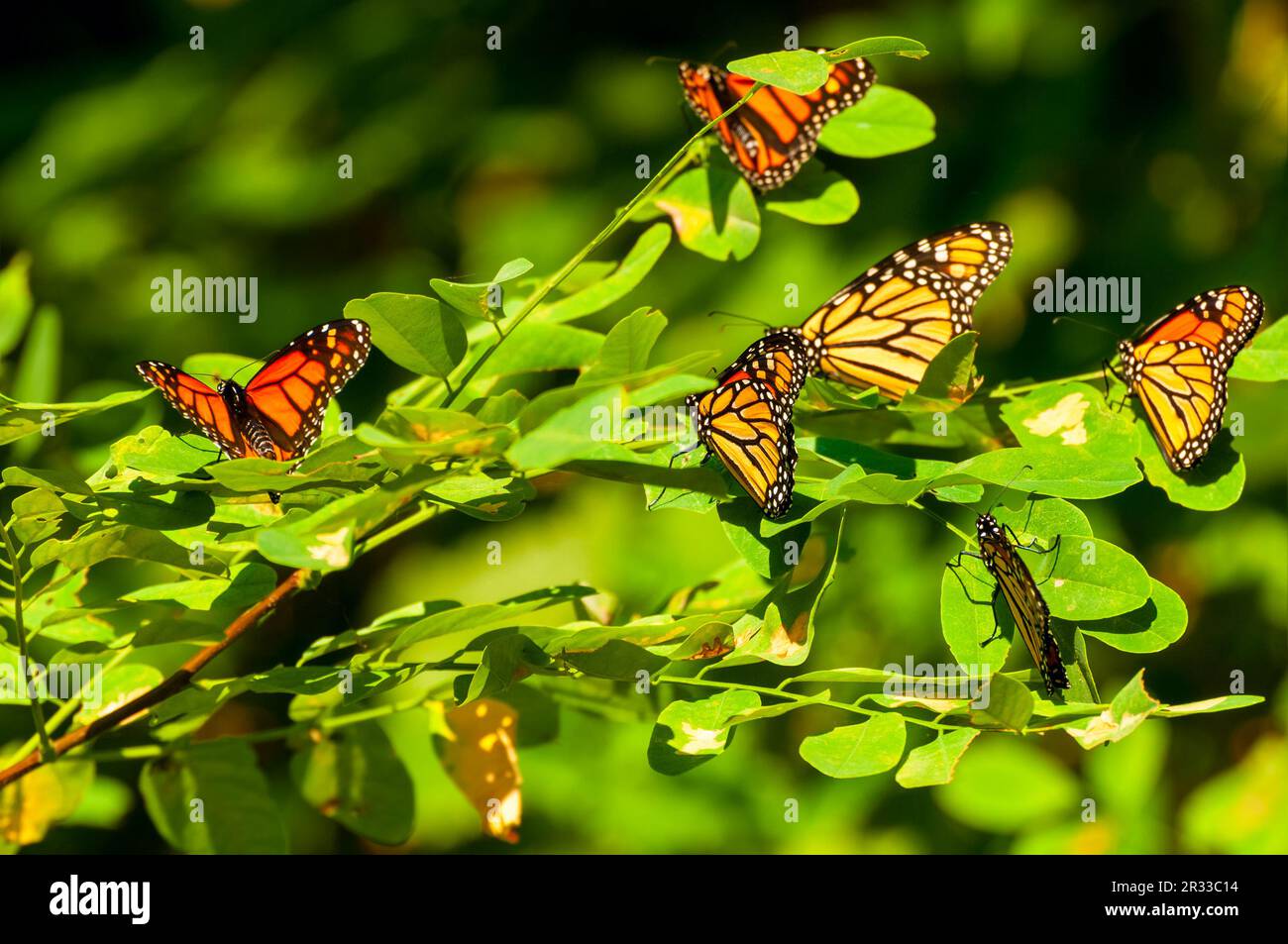 A gathering of monarch butterflies on a sumac branch during their ...