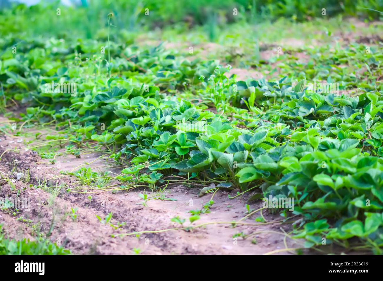 Vegetables grow in the garden in summer. Eco-friendly gardening in the ...