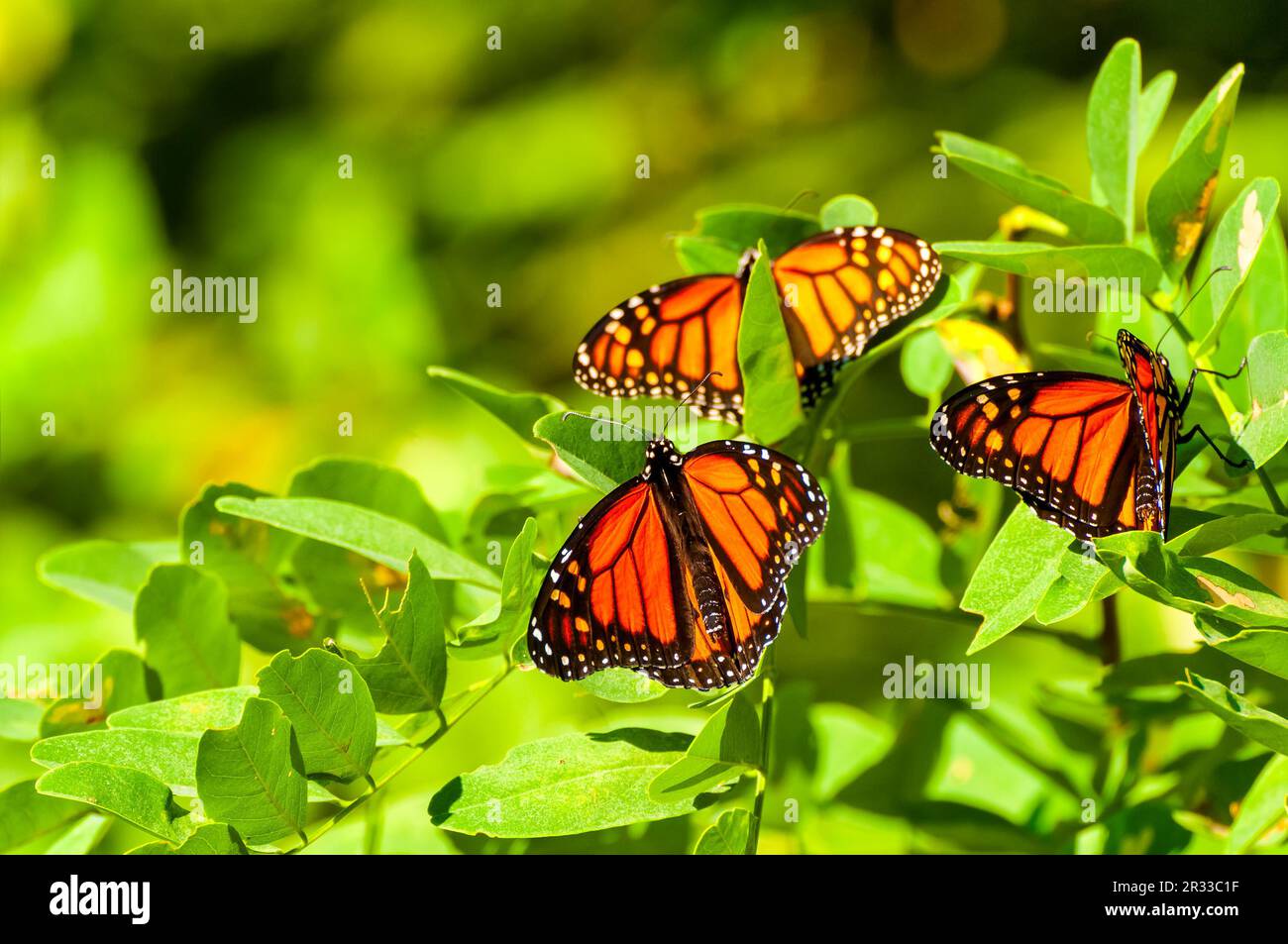 Monarch butterfly cluster hi-res stock photography and images - Alamy