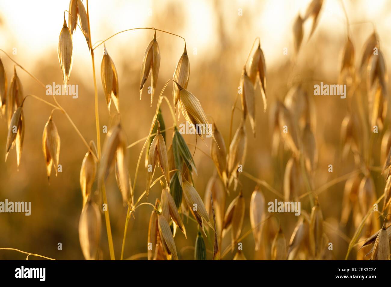 In oat field hi-res stock photography and images - Alamy