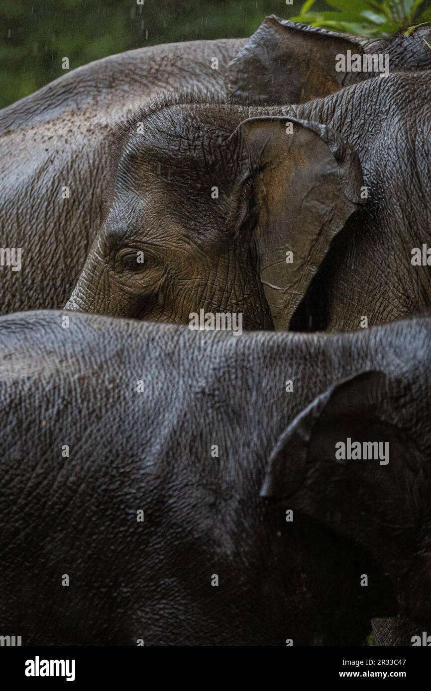 Sumatran Elephants at Tangkahan, North Sumatra, Indonesia Stock Photo ...