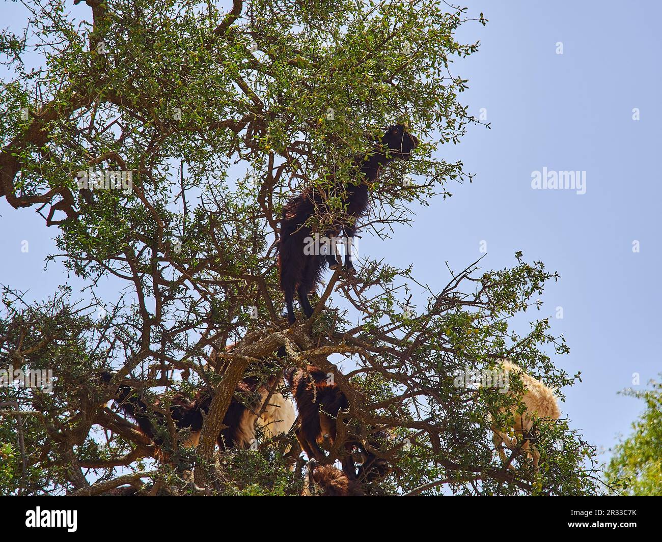 goats standing and climbing in a argan oil tree and feeding from the ...