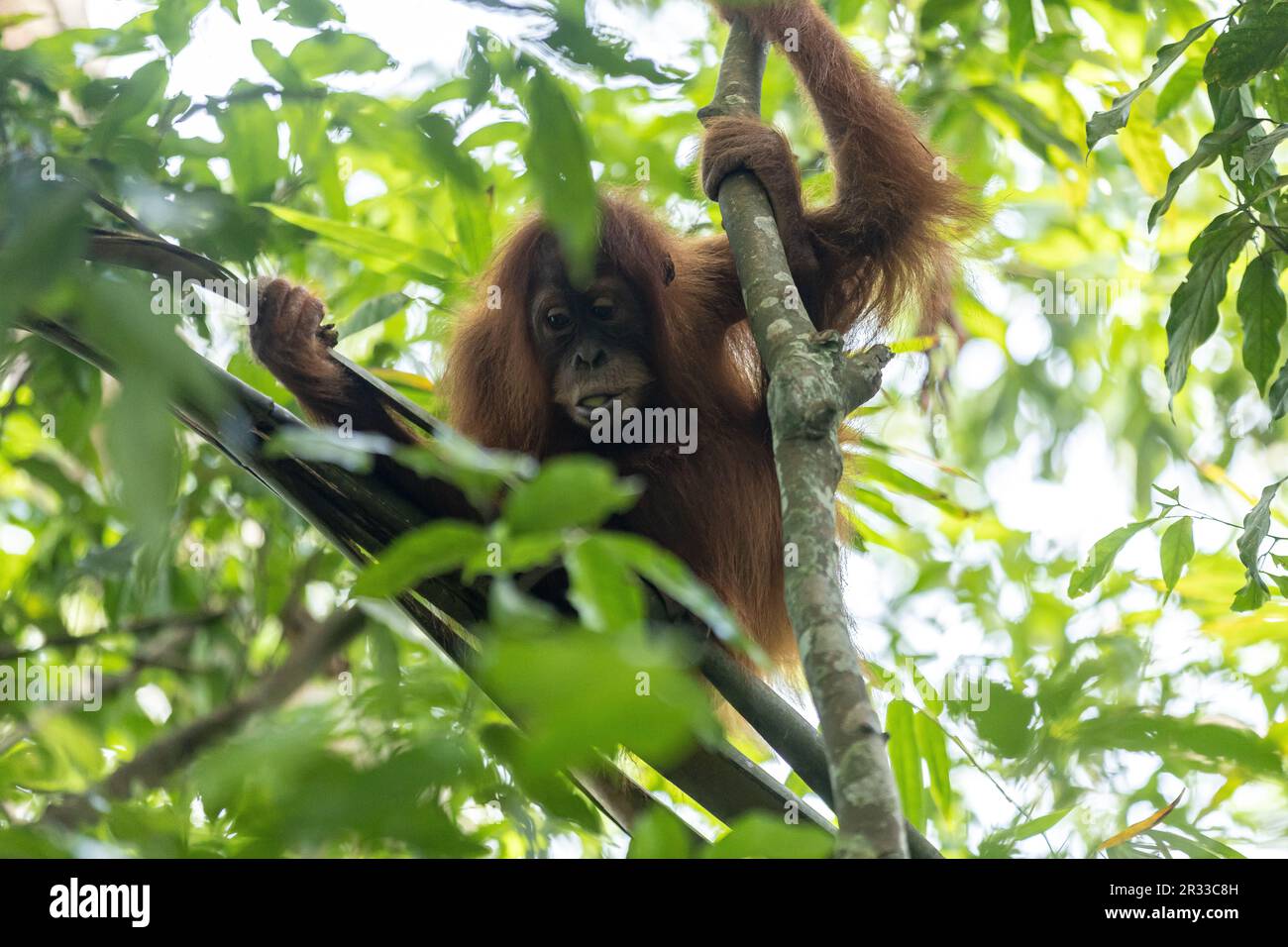Sumatra orangutan experience hi-res stock photography and images - Alamy