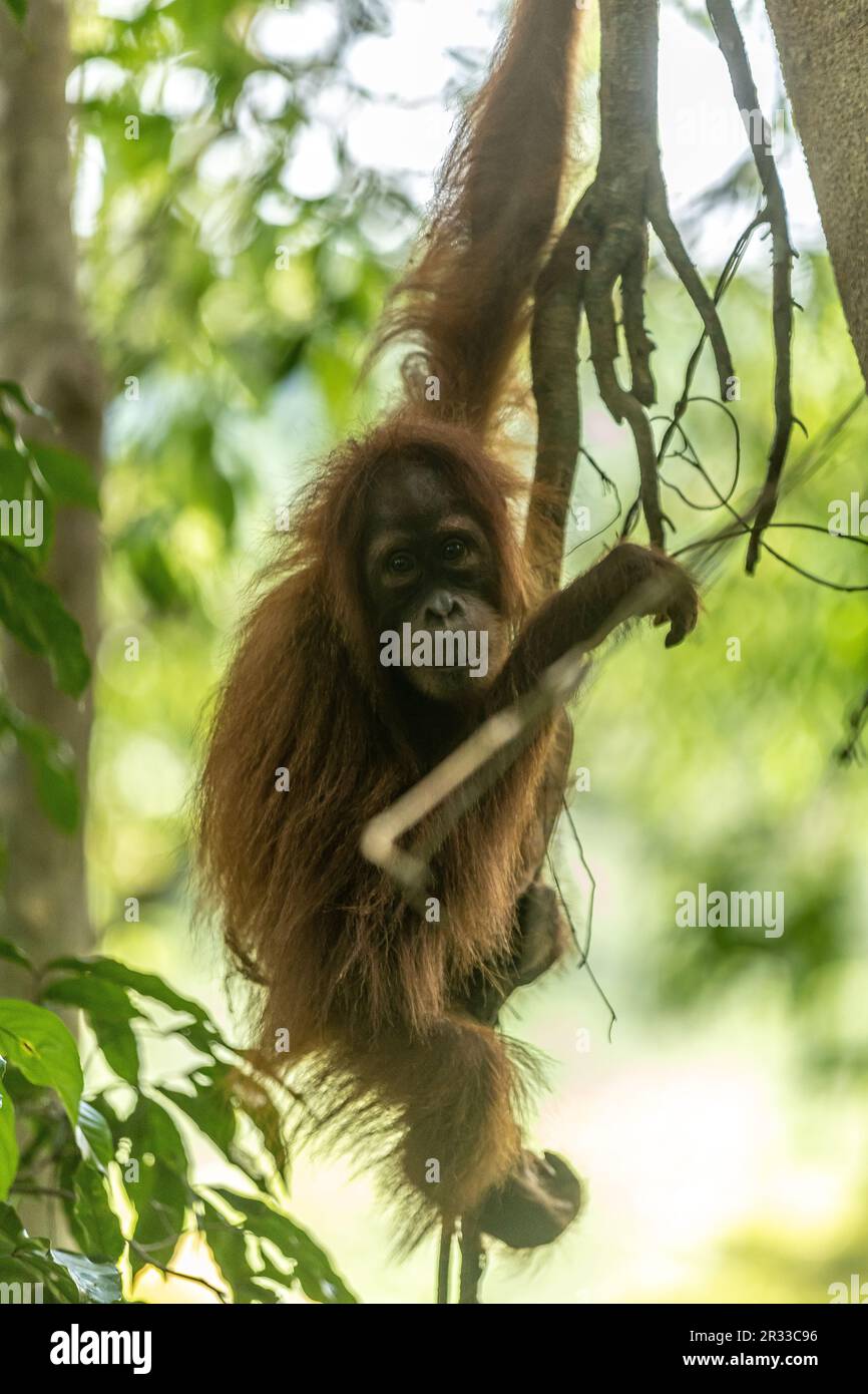 Sumatran orangutan appearance hi-res stock photography and images - Alamy